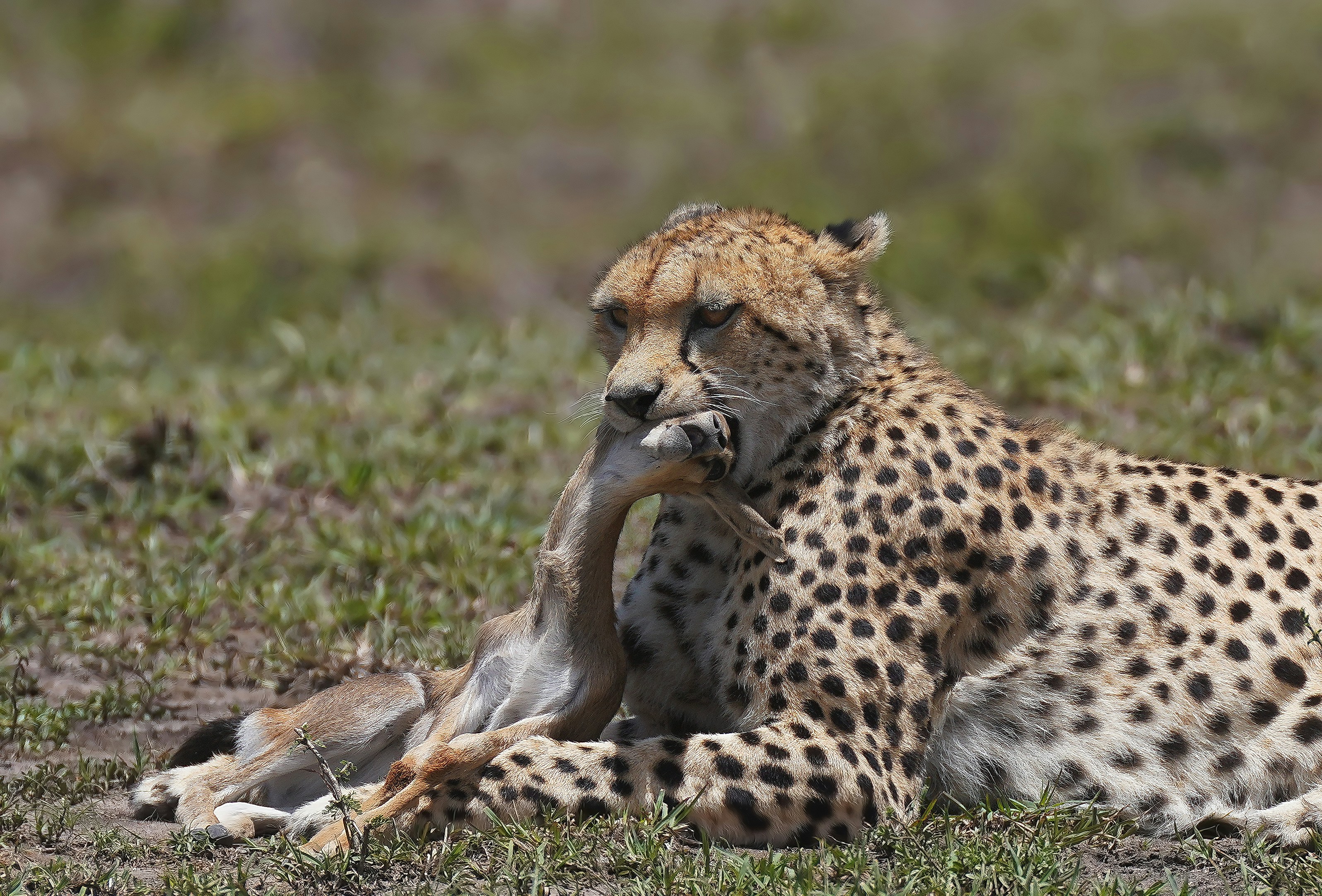 Serrated Calm: A Cheetah Reposes with a Prey in the Dappled Grass