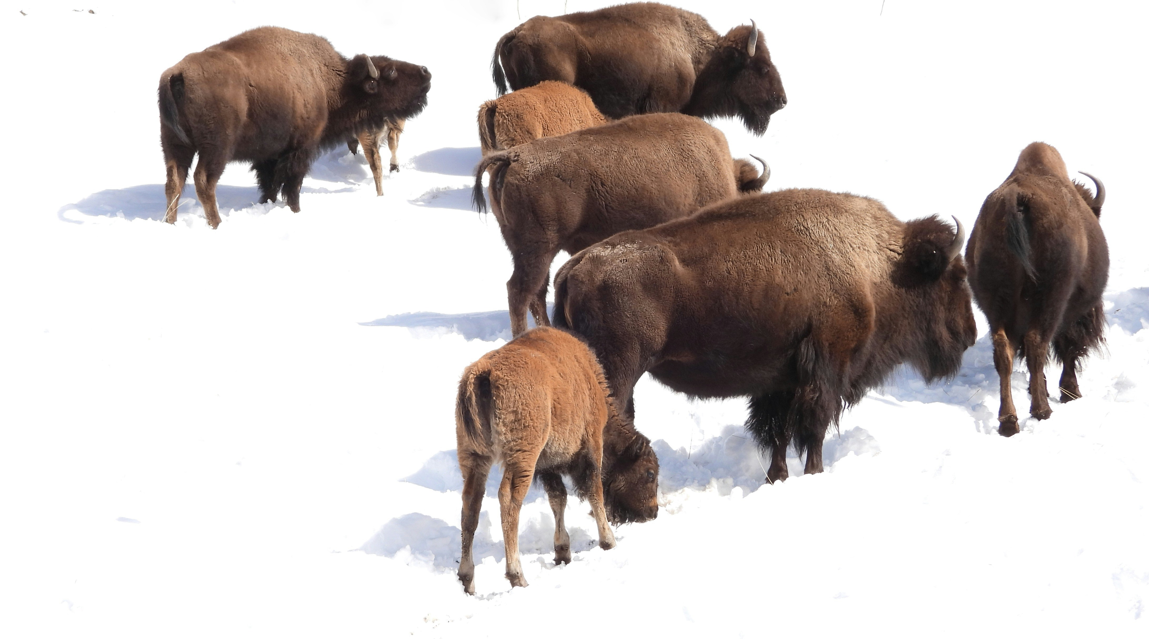A group of bison foraging in deep snow, showcasing their resilience in a winter landscape. The scene highlights the bond within the herd.
