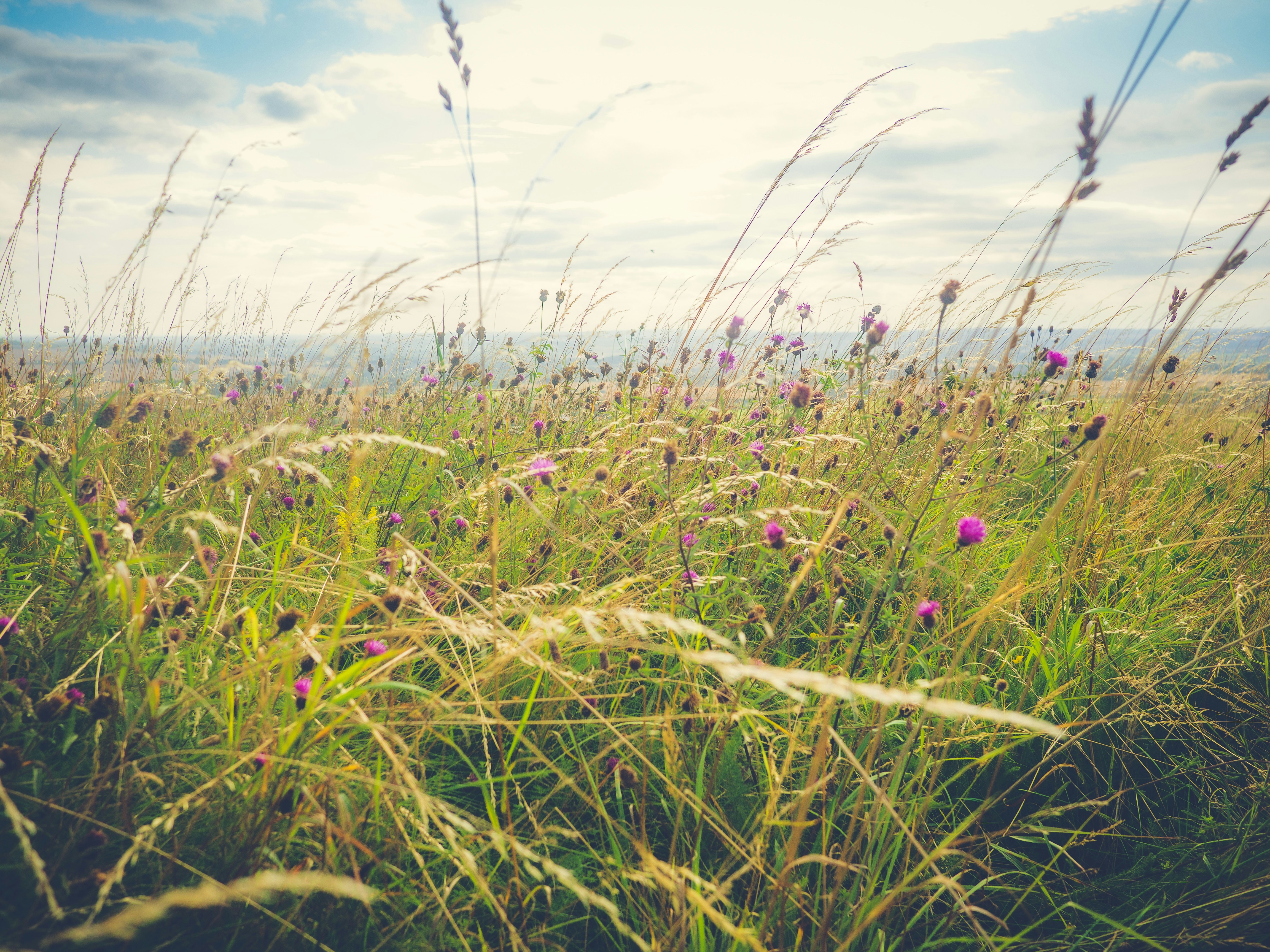 Wild grasses and purple thistles sway under a bright, cloudy sky on a hillside.
