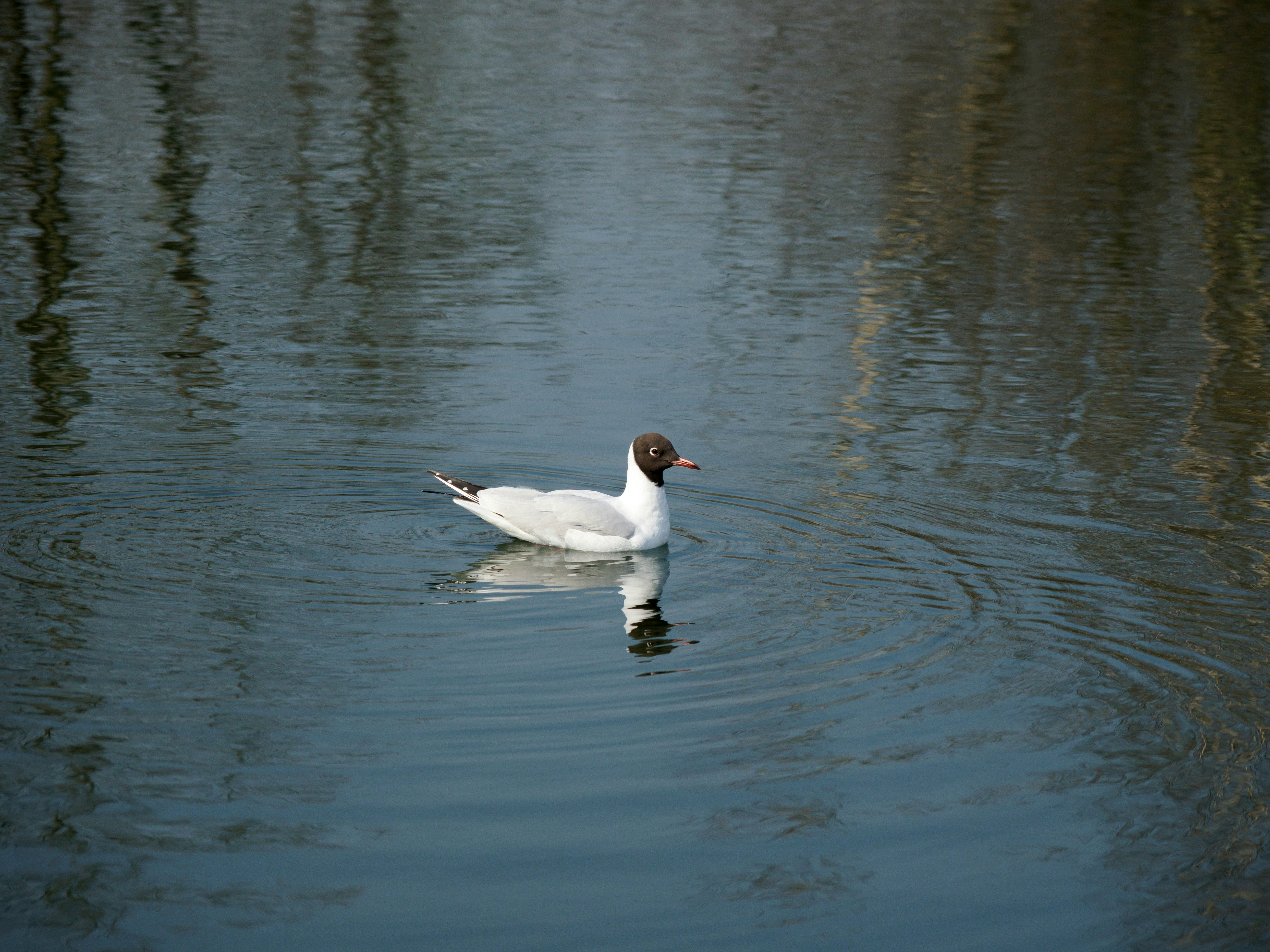 A black-headed gull glides gracefully across a calm water surface, creating gentle ripples in the reflection of surrounding trees.