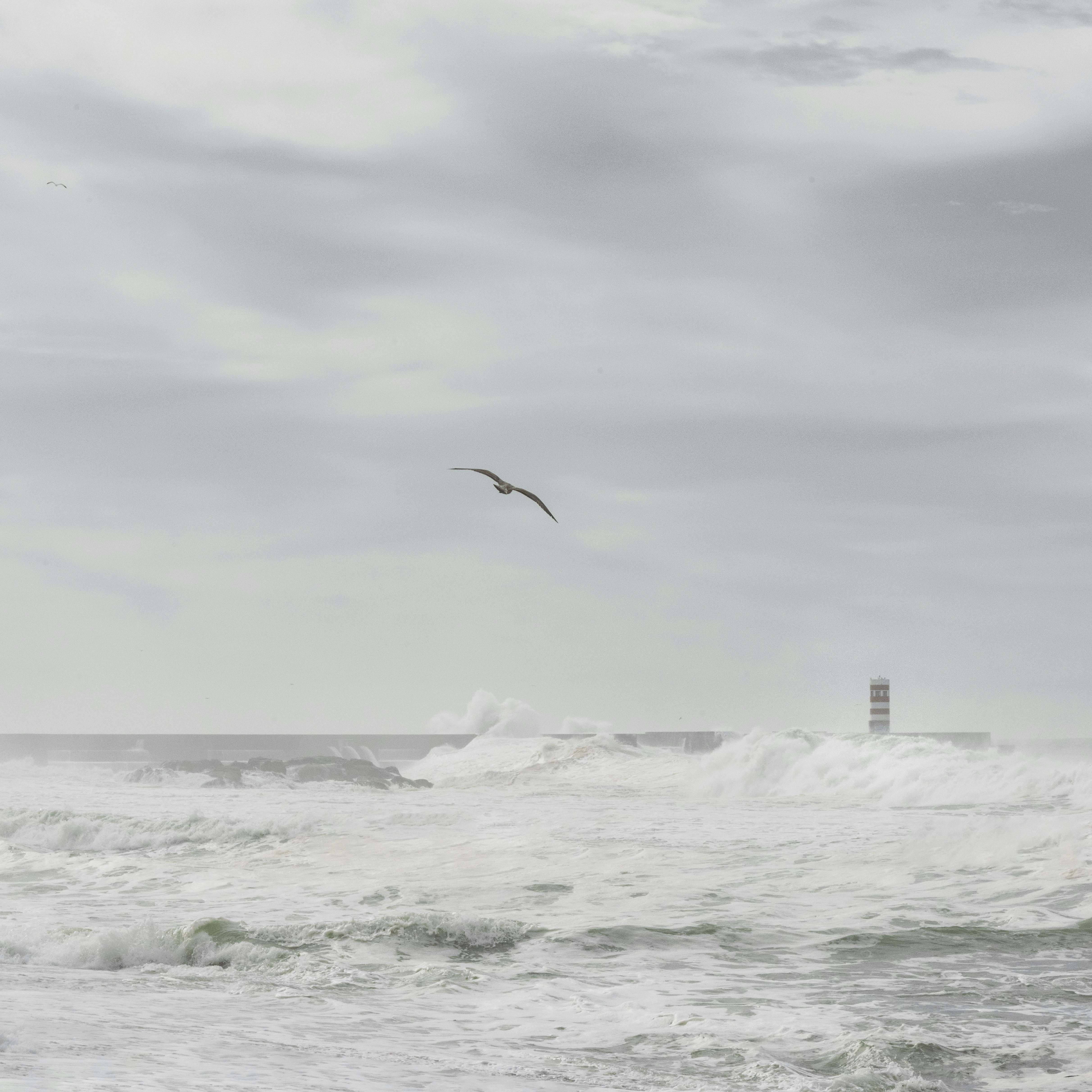 Wingbeat Above the Foam: A Seaside Sentinel in Mist