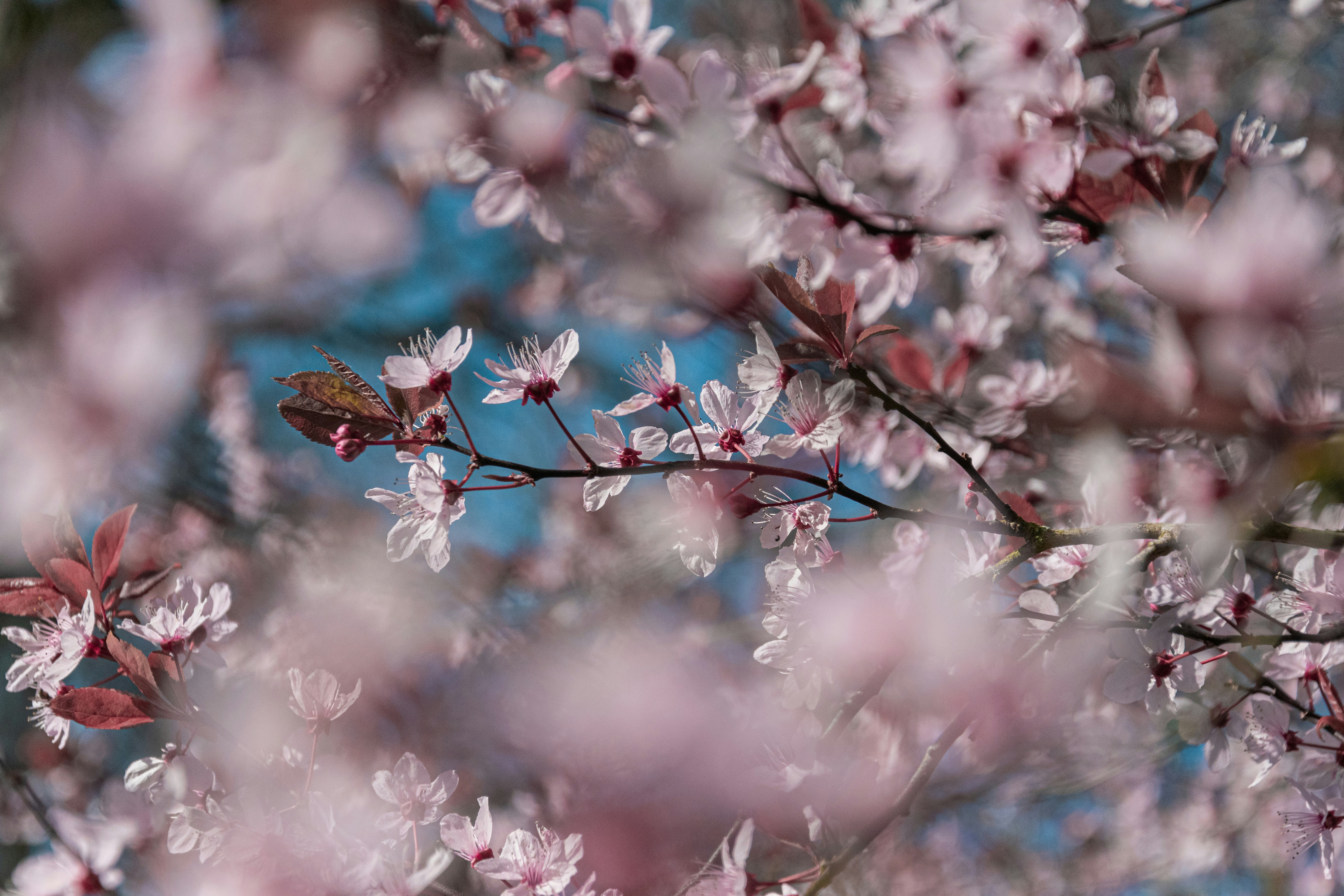 Delicate cherry blossoms bloom against a clear blue sky, creating a soft, dreamy atmosphere. A lone butterfly rests among the petals.