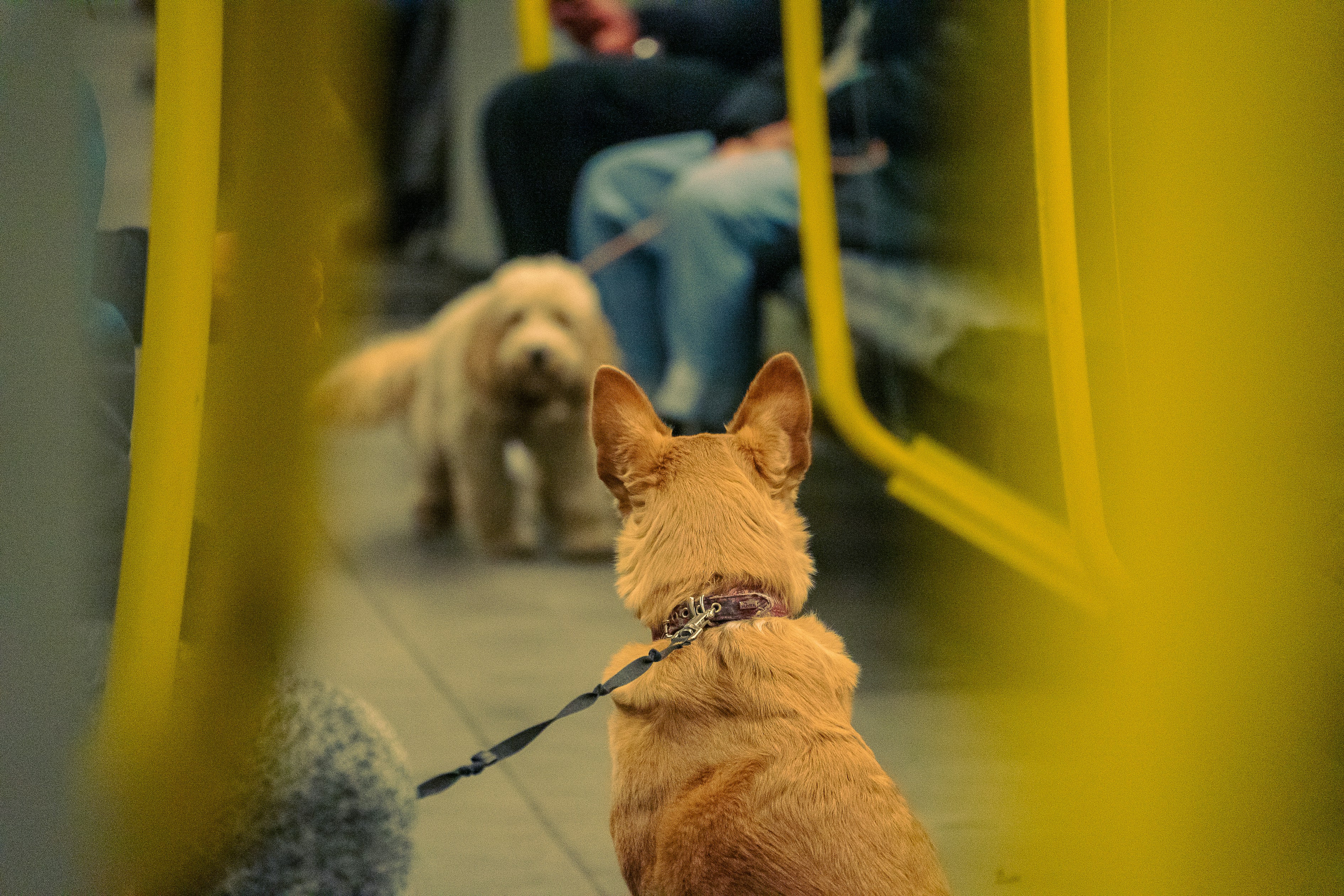 A dog on a leash on a subway train photo – Free Berlin Image on Unsplash