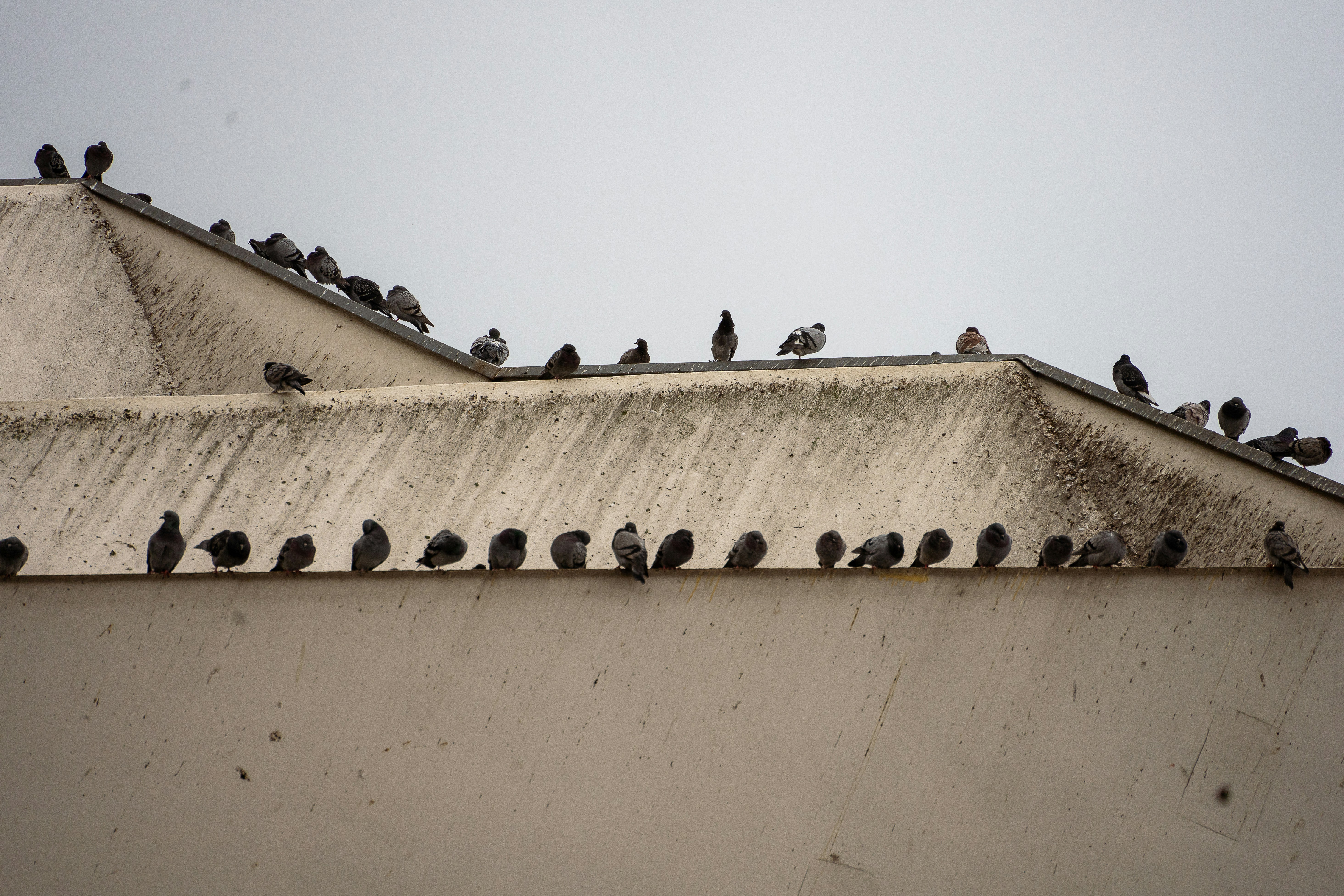 A flock of pigeons perched on the edge of a rooftop, showcasing their social dynamics in an urban setting.