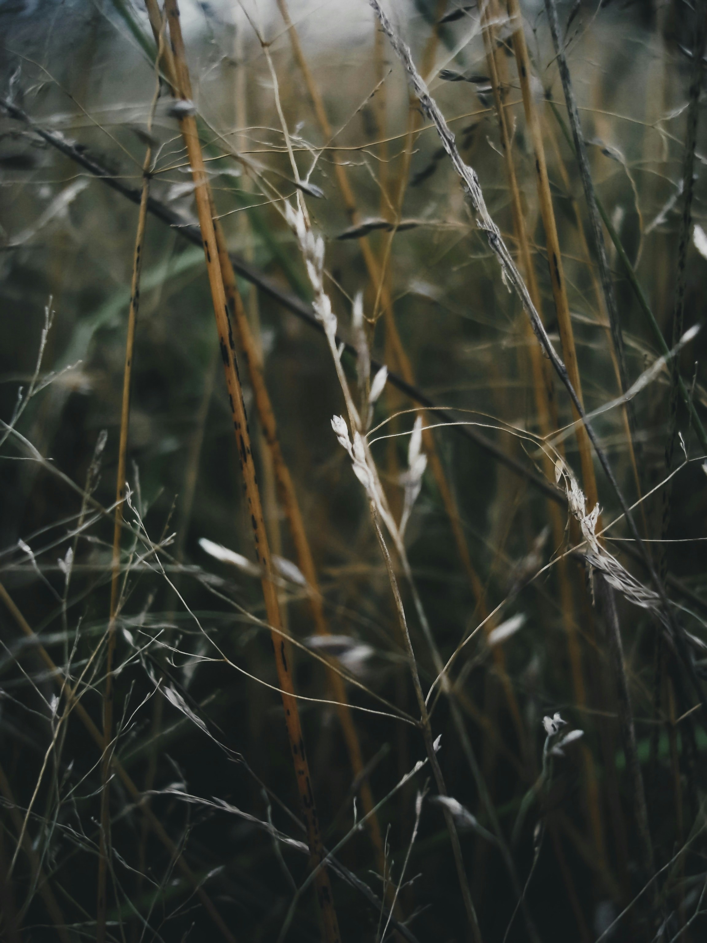 Close-up photograph of wispy grasses with soft, moody background tones, highlighting delicate seedheads.