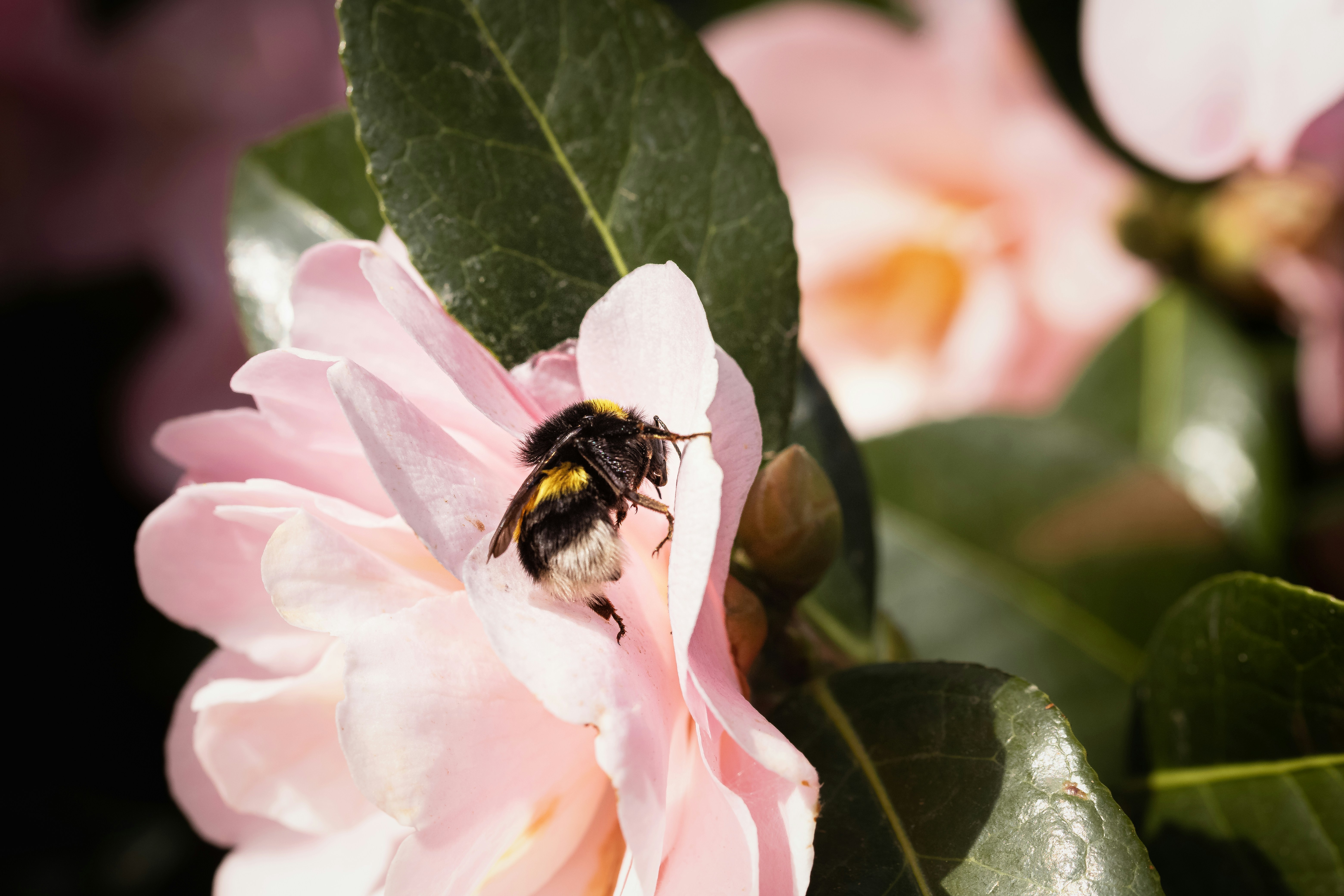 A bee sitting on top of a pink flower photo – Free Rotterdam Image on ...