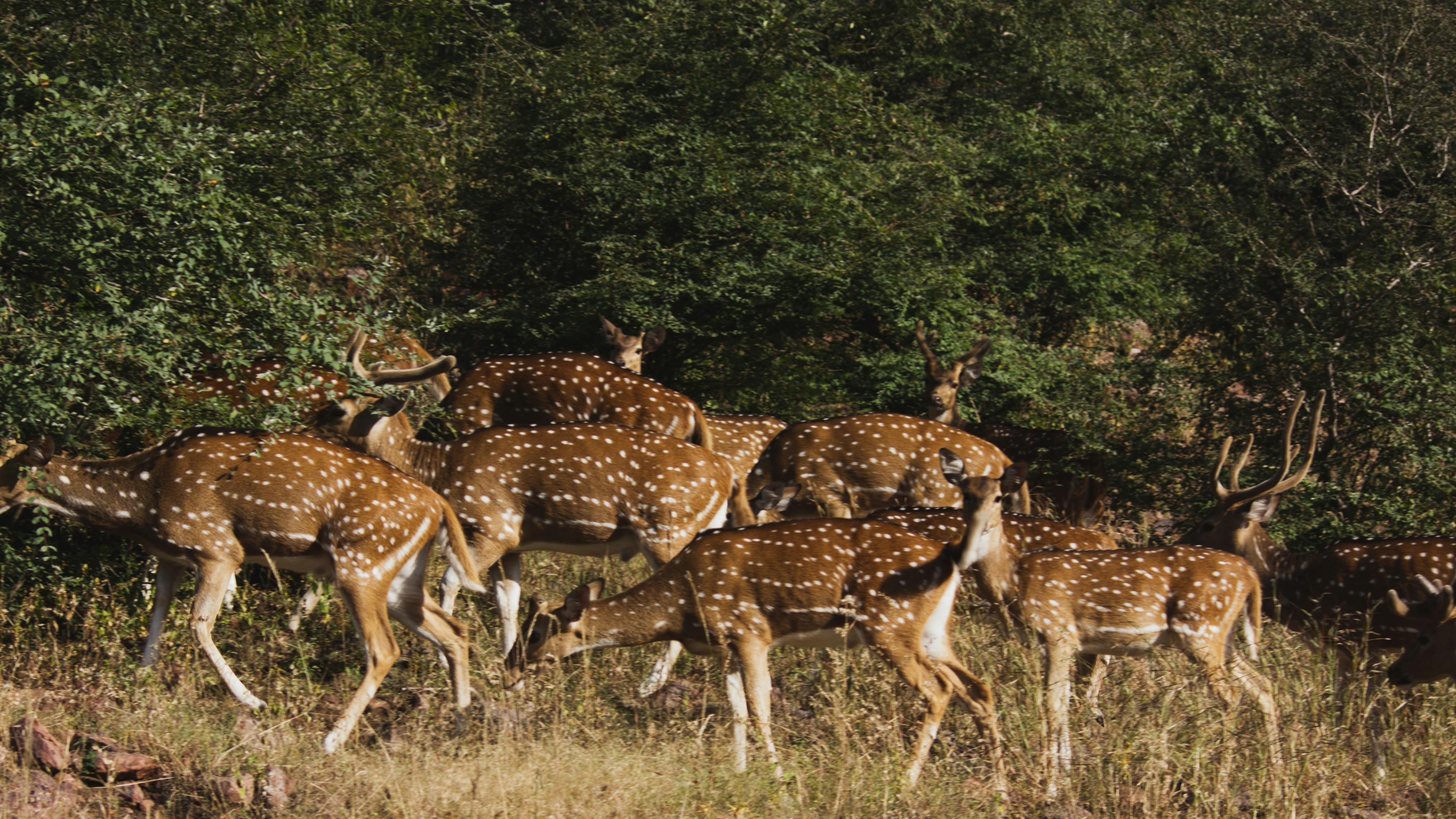 A group of spotted deer gracefully traversing a lush landscape, blending harmoniously with their surroundings. The scene captures the essence of wildlife in its natural habitat.