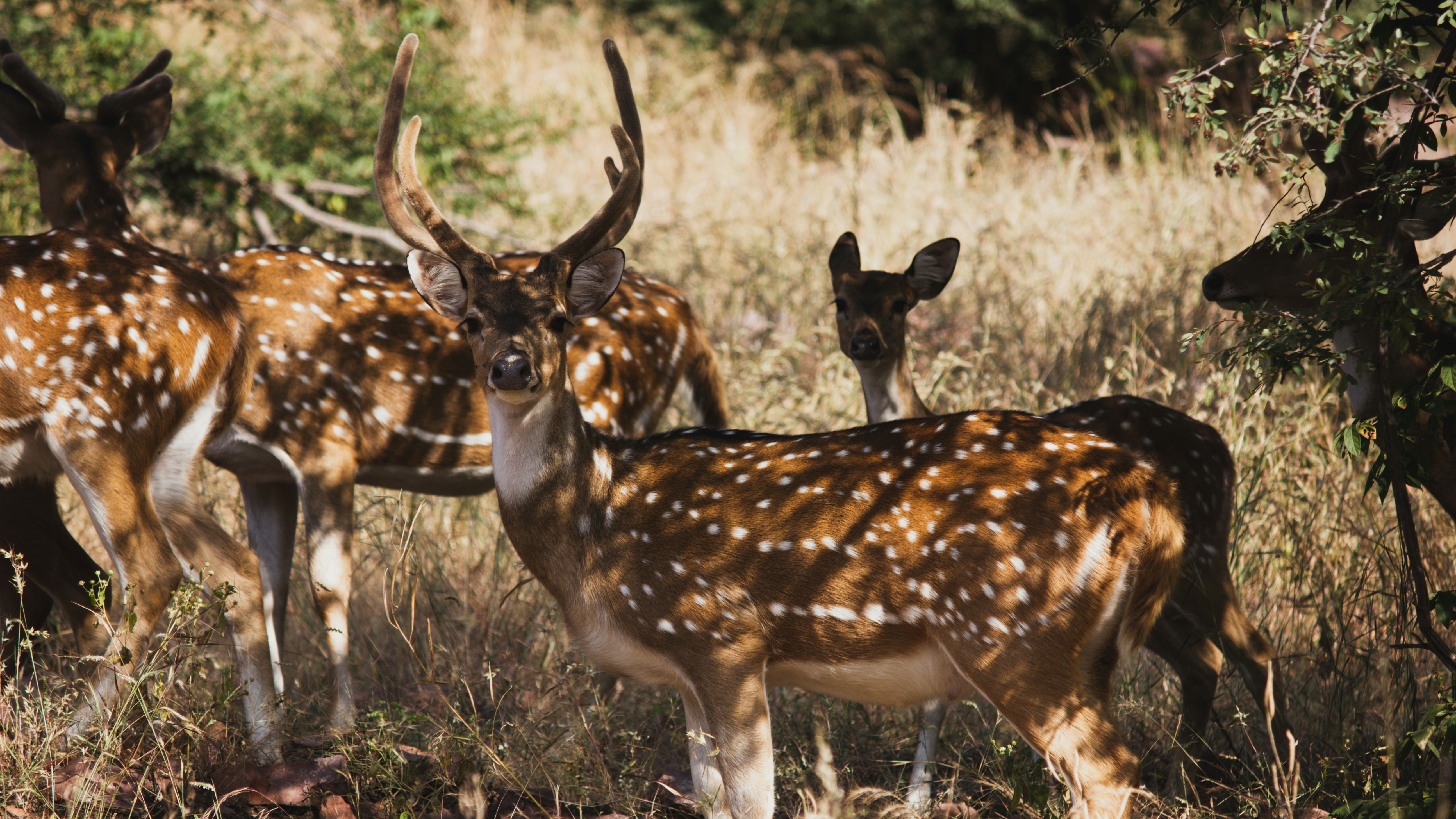 A majestic stag stands alert amidst a group of spotted deer in a sunlit clearing, dappled shadows playing across their fur.
