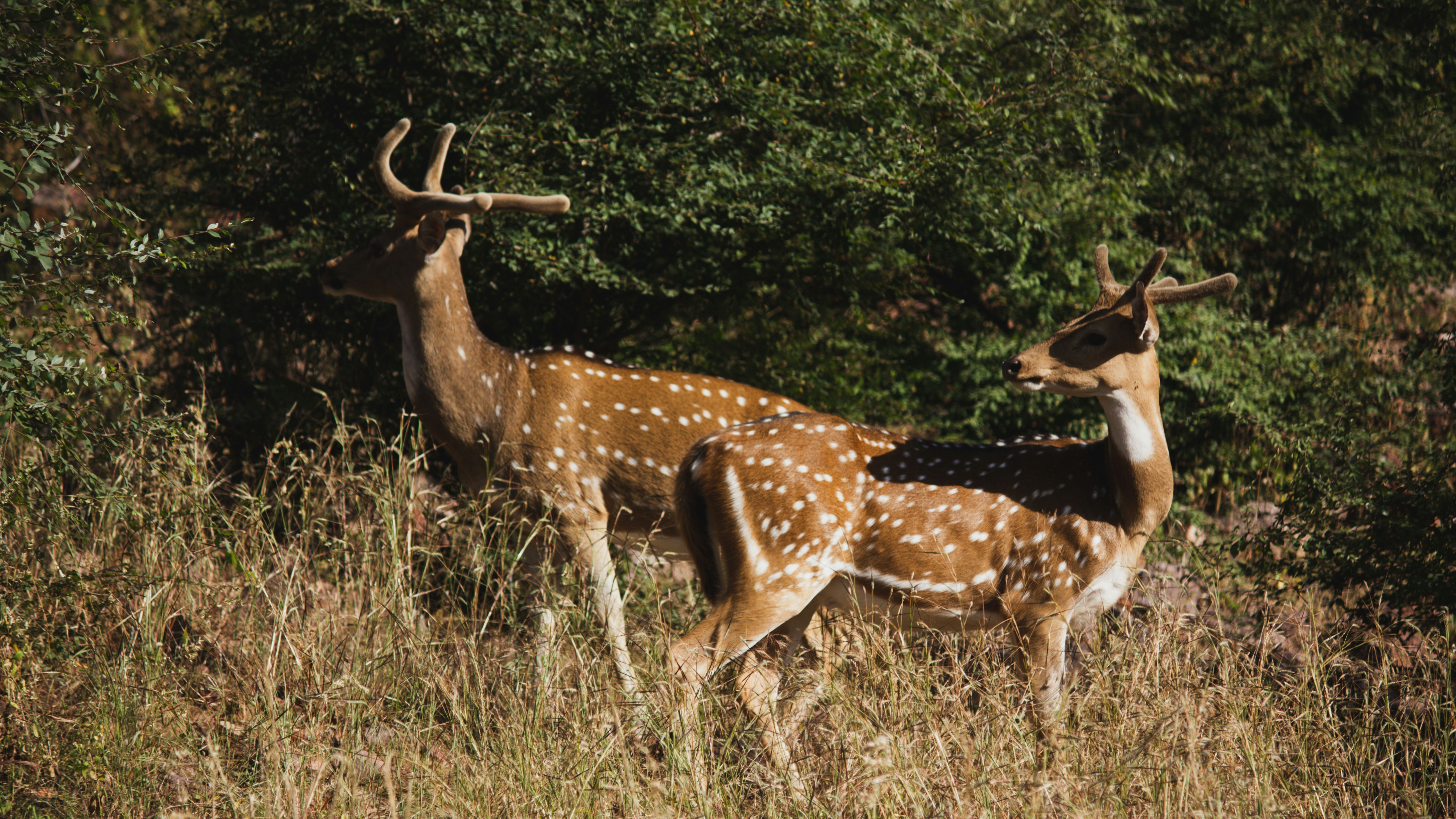 Two spotted deer gracefully navigating through golden grass under dappled sunlight.