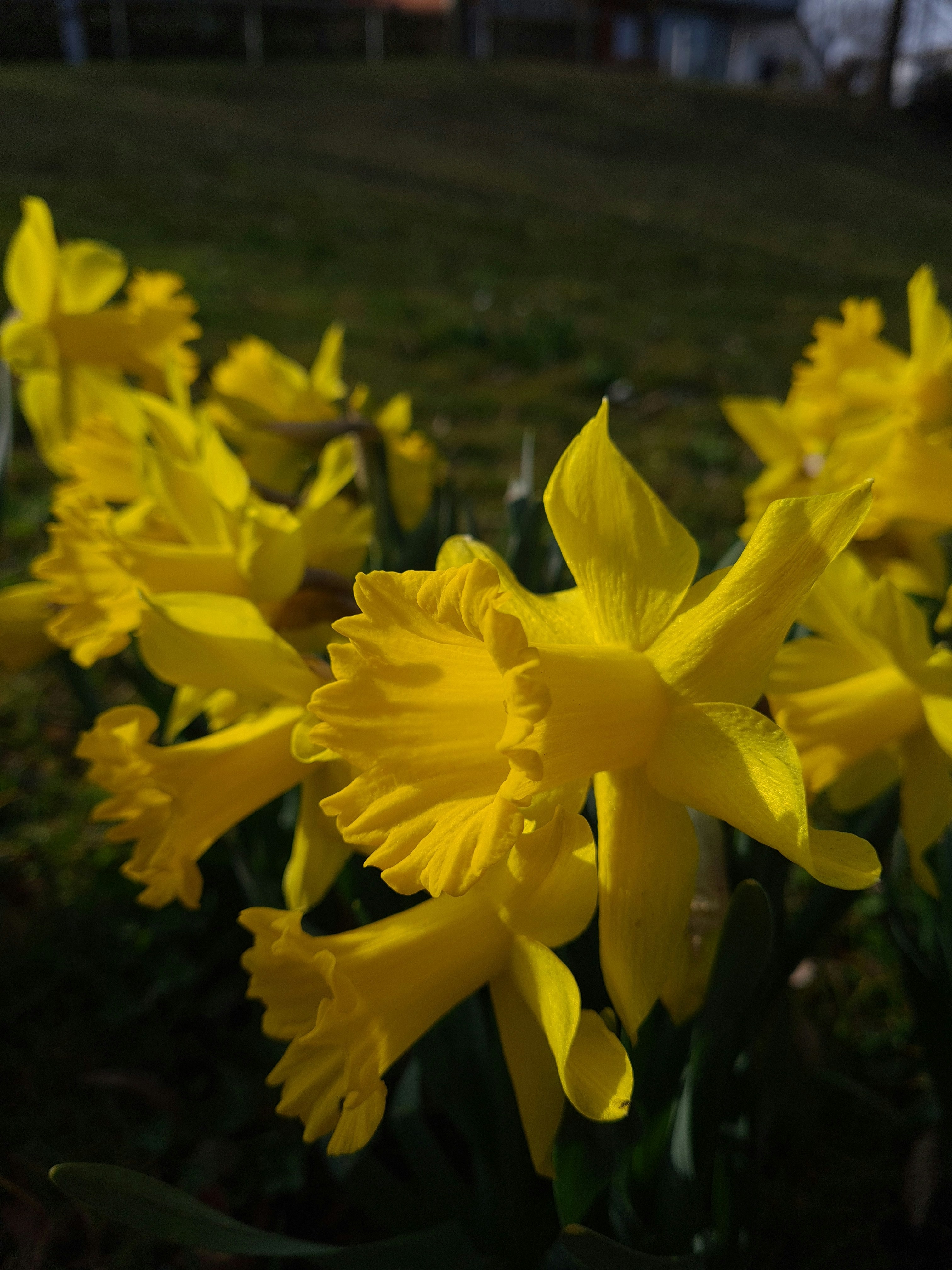 a bunch of yellow flowers in a field