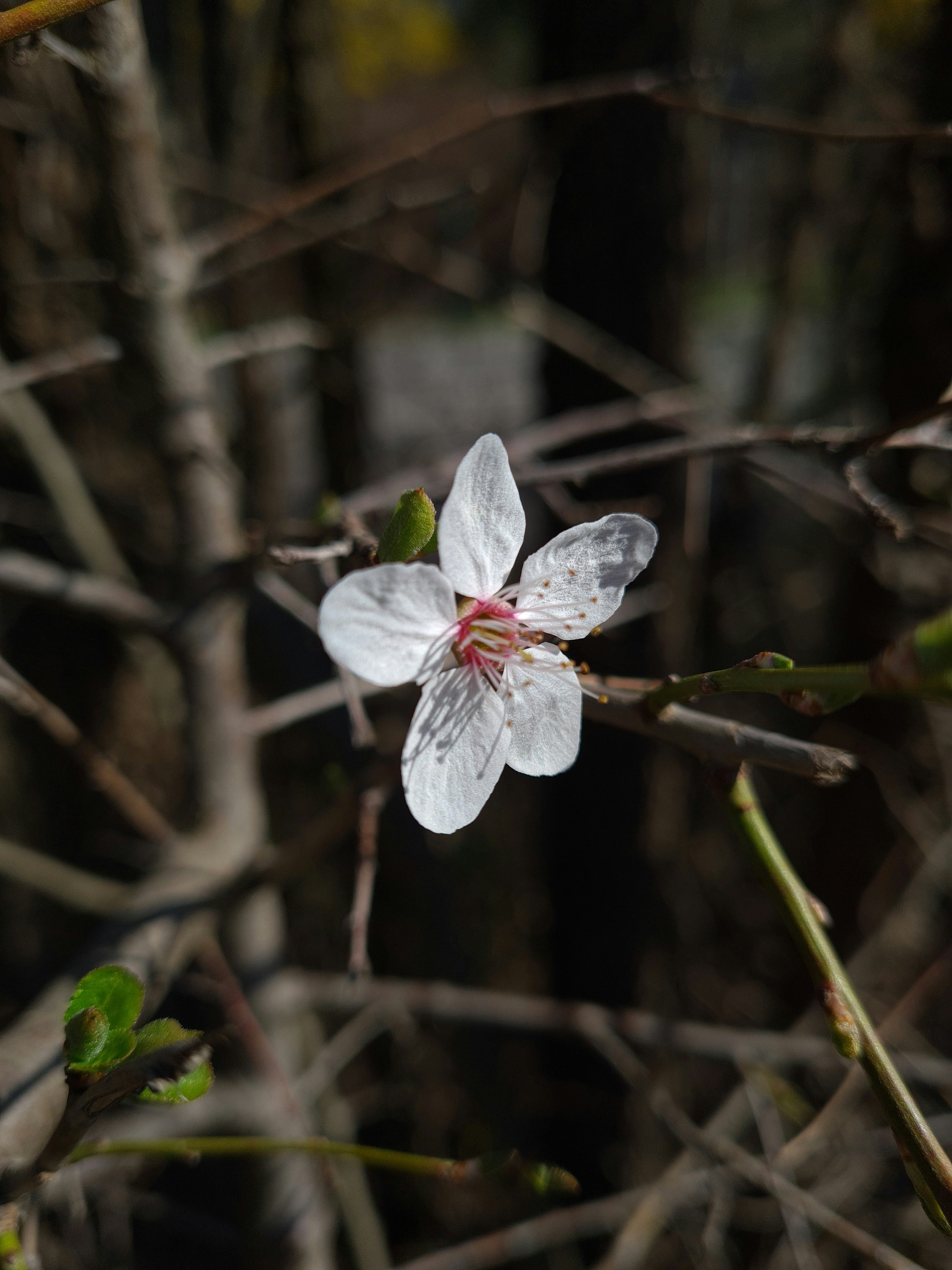 Whispers of Spring: A solitary white blossom in a tangle of branches