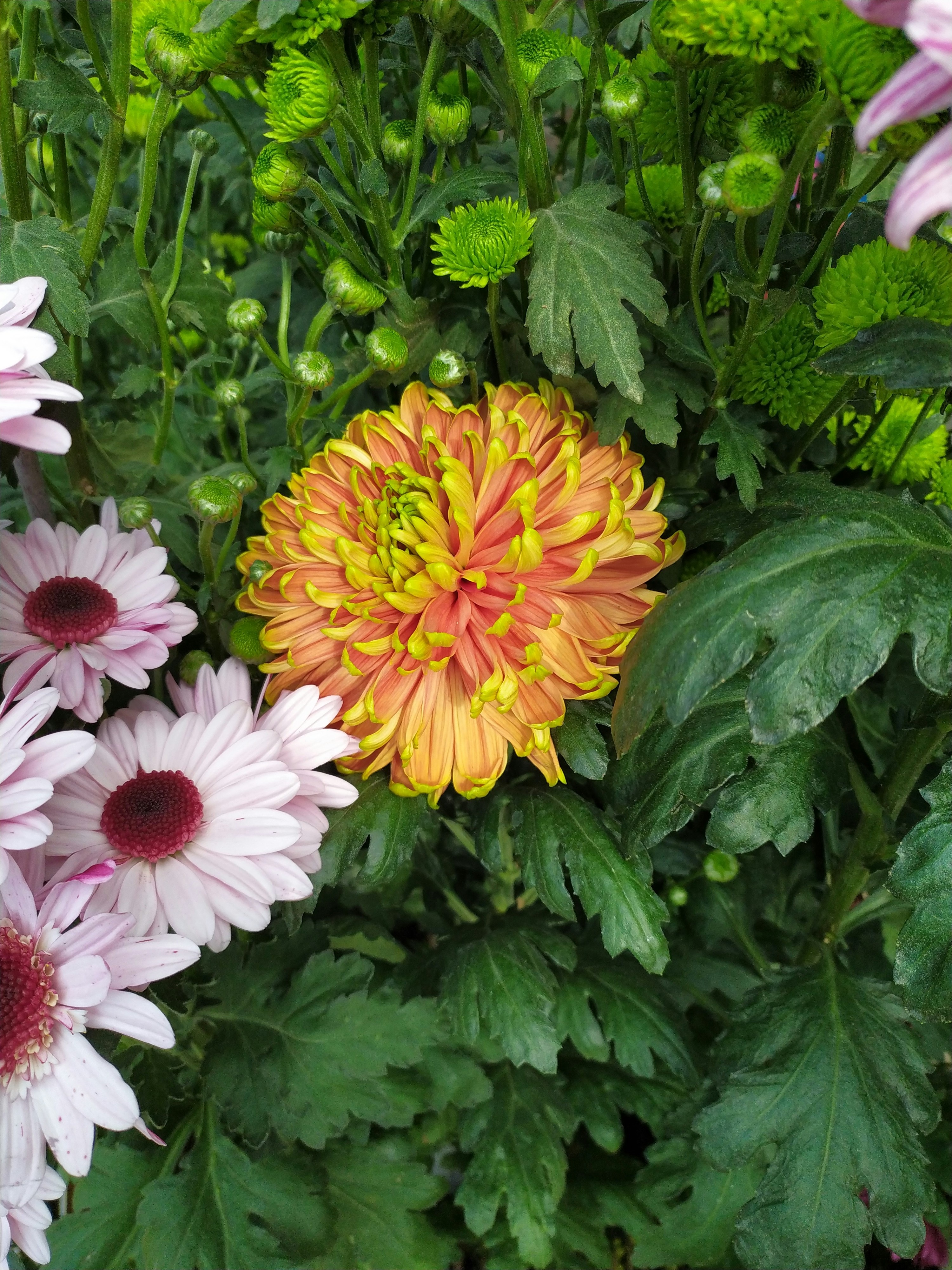 Sunlit Chrysanthemum Among Pink Daisies in a Lush Garden Border