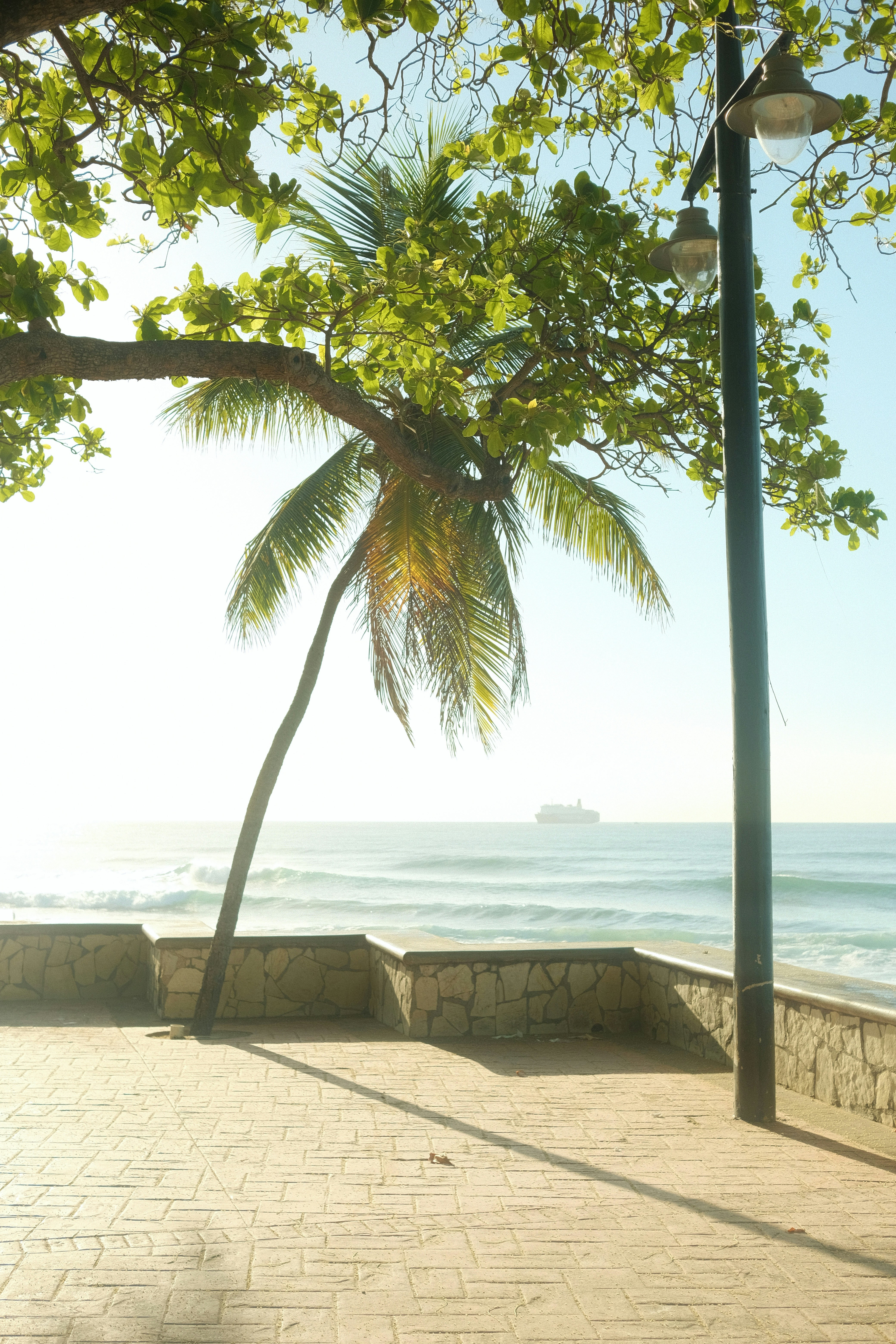 Sunlit Palm Promenade: Quiet Sea Moment