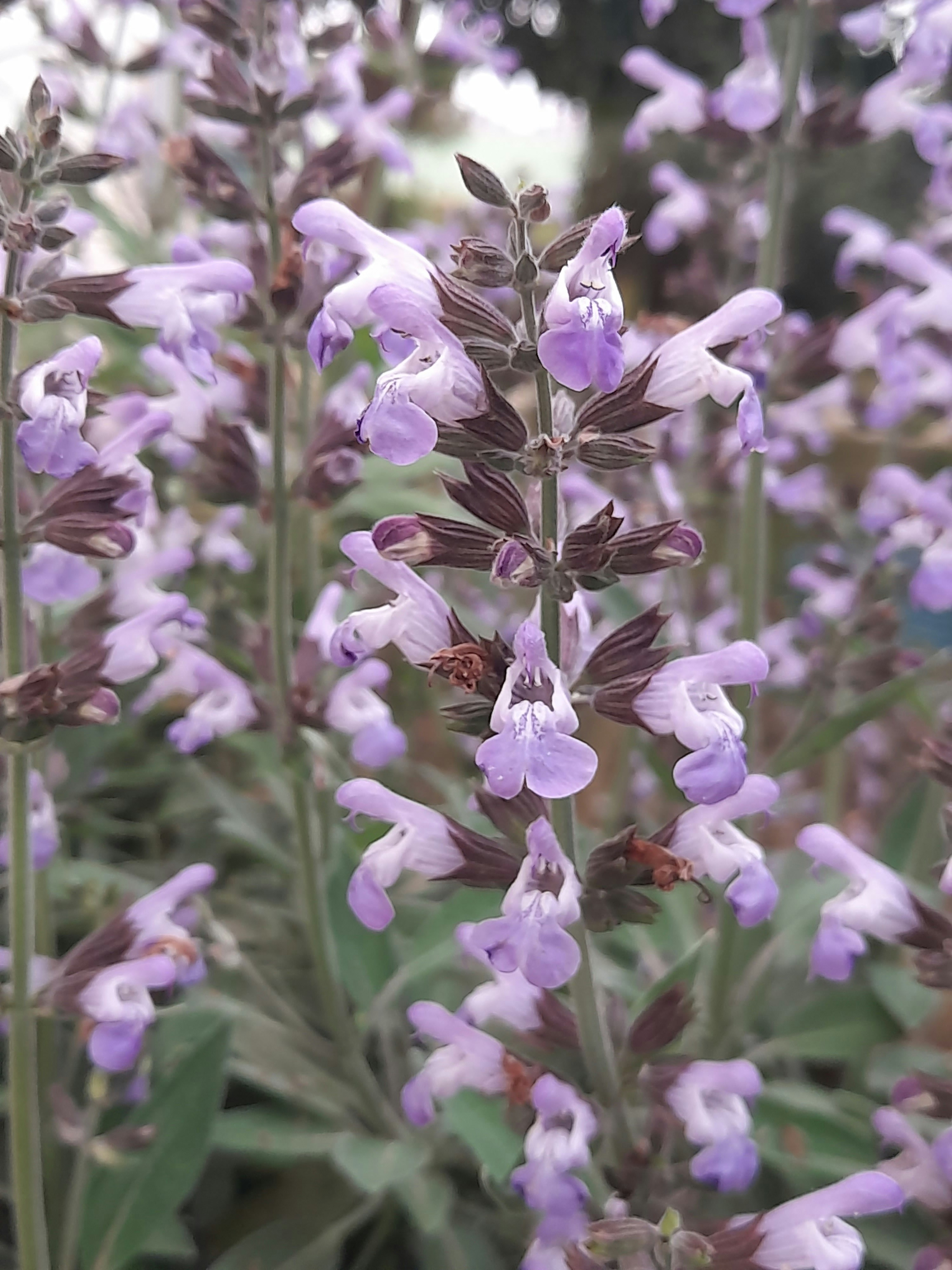 Delicate lavender flowers bloom amidst lush green foliage, showcasing intricate details and soft hues. The scene captures the essence of a tranquil garden.