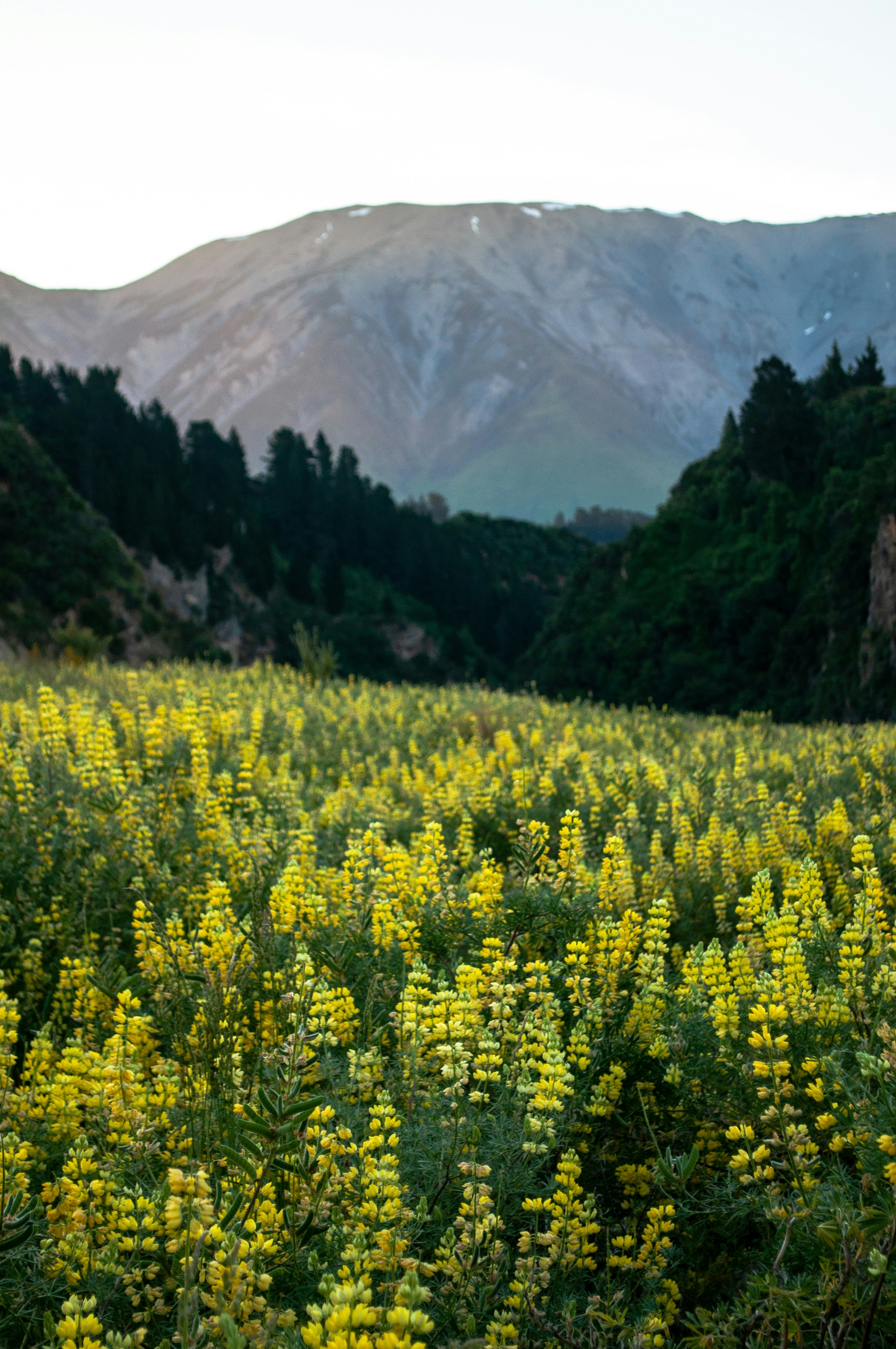 Canola Sea Beneath Snow-Dusted Alpine Peaks