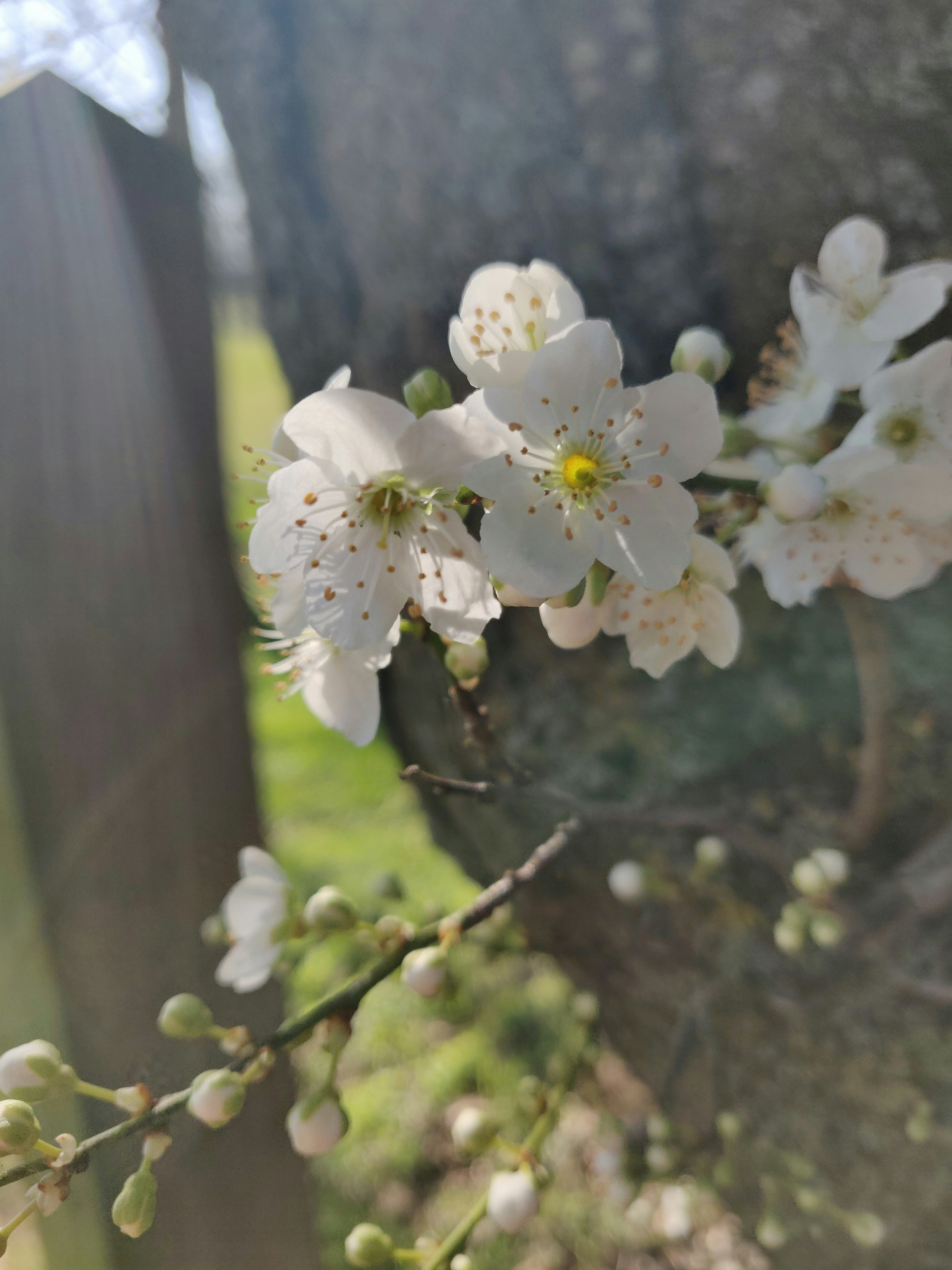 Delicate white blossoms adorn a branch, showcasing the beauty of spring against a blurred wooden backdrop.