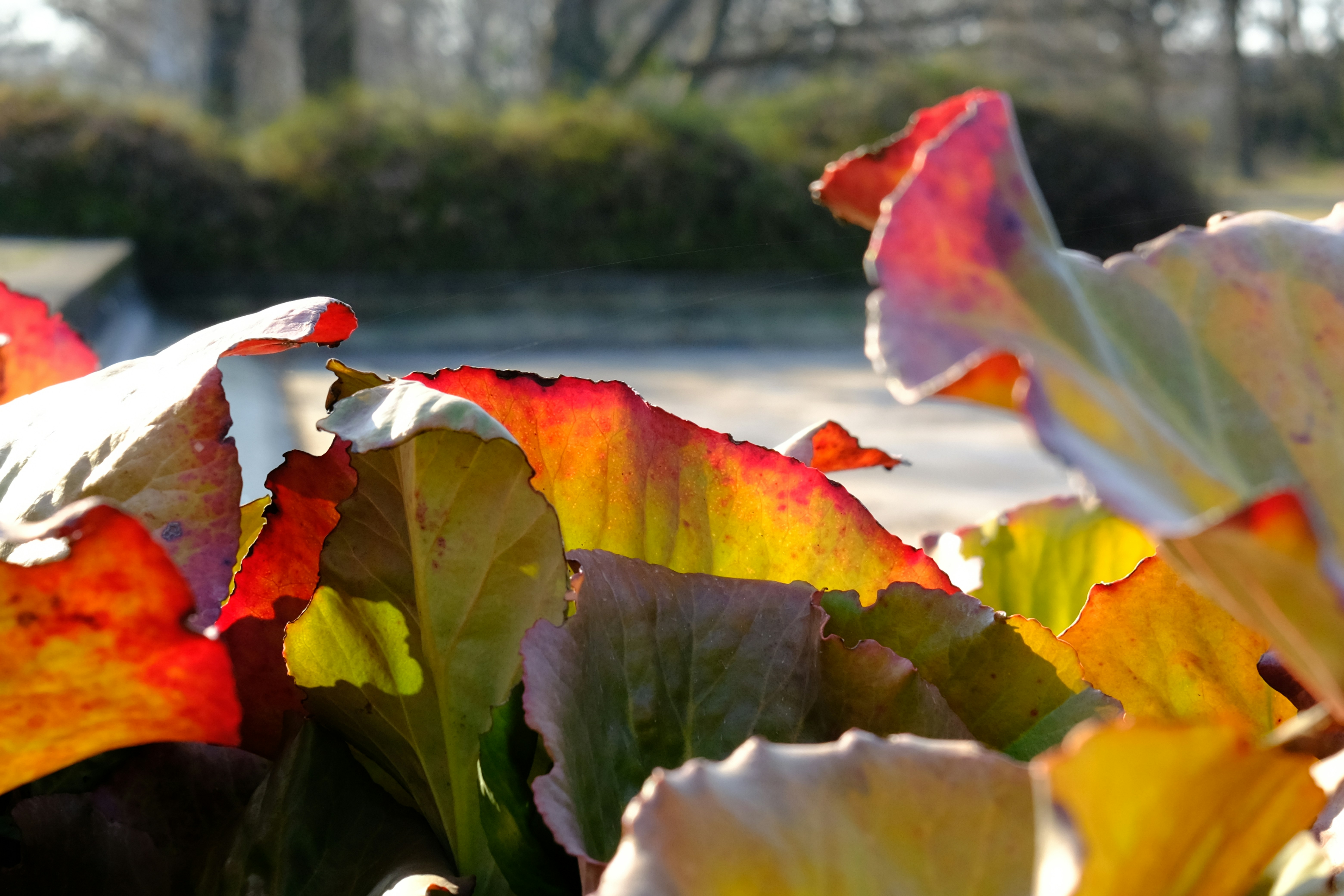 Sunlit Edge: Close-Up of Colorful Autumn Leaves