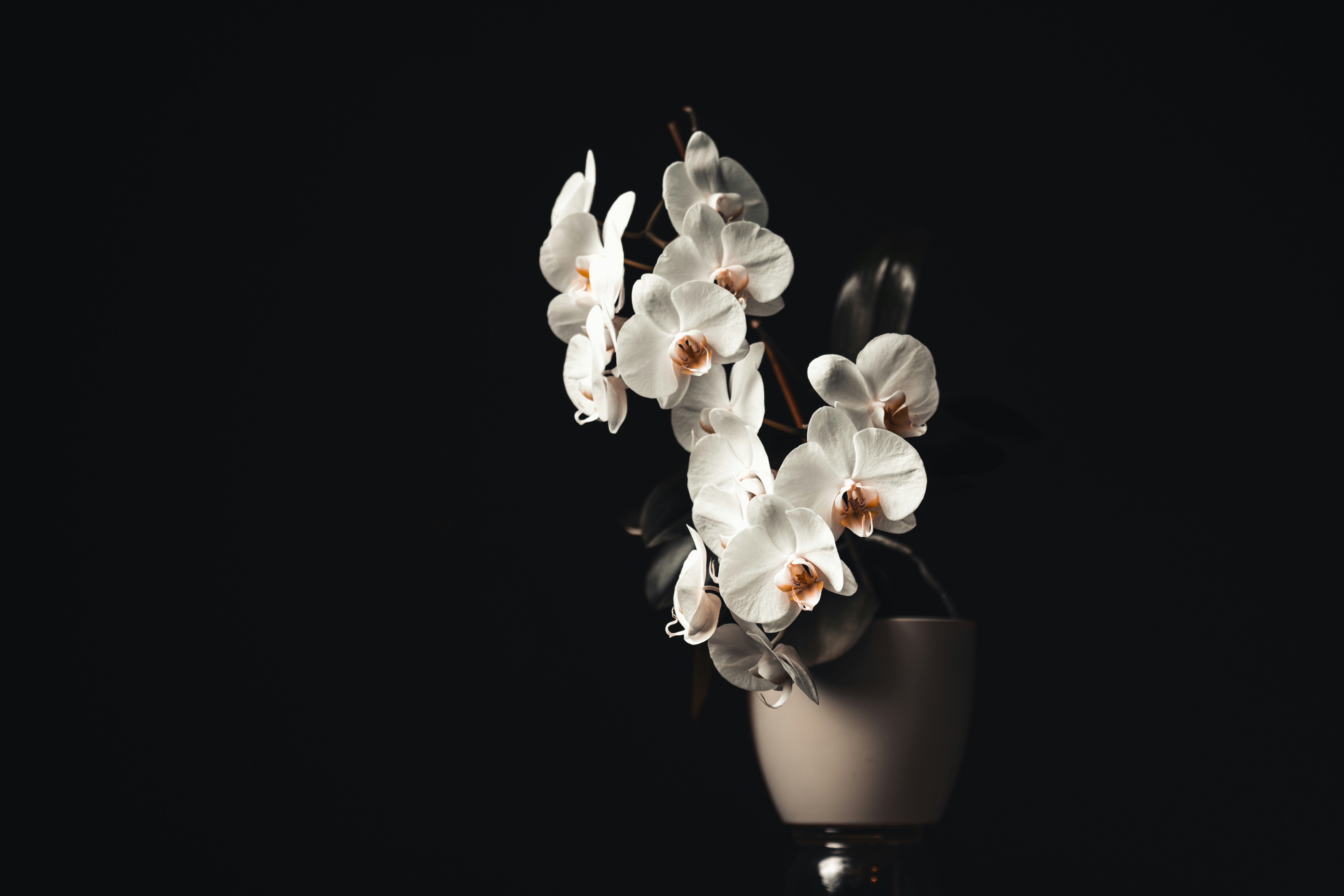 Midnight Spotlight: White Orchid Bouquet in Velvet Darkness