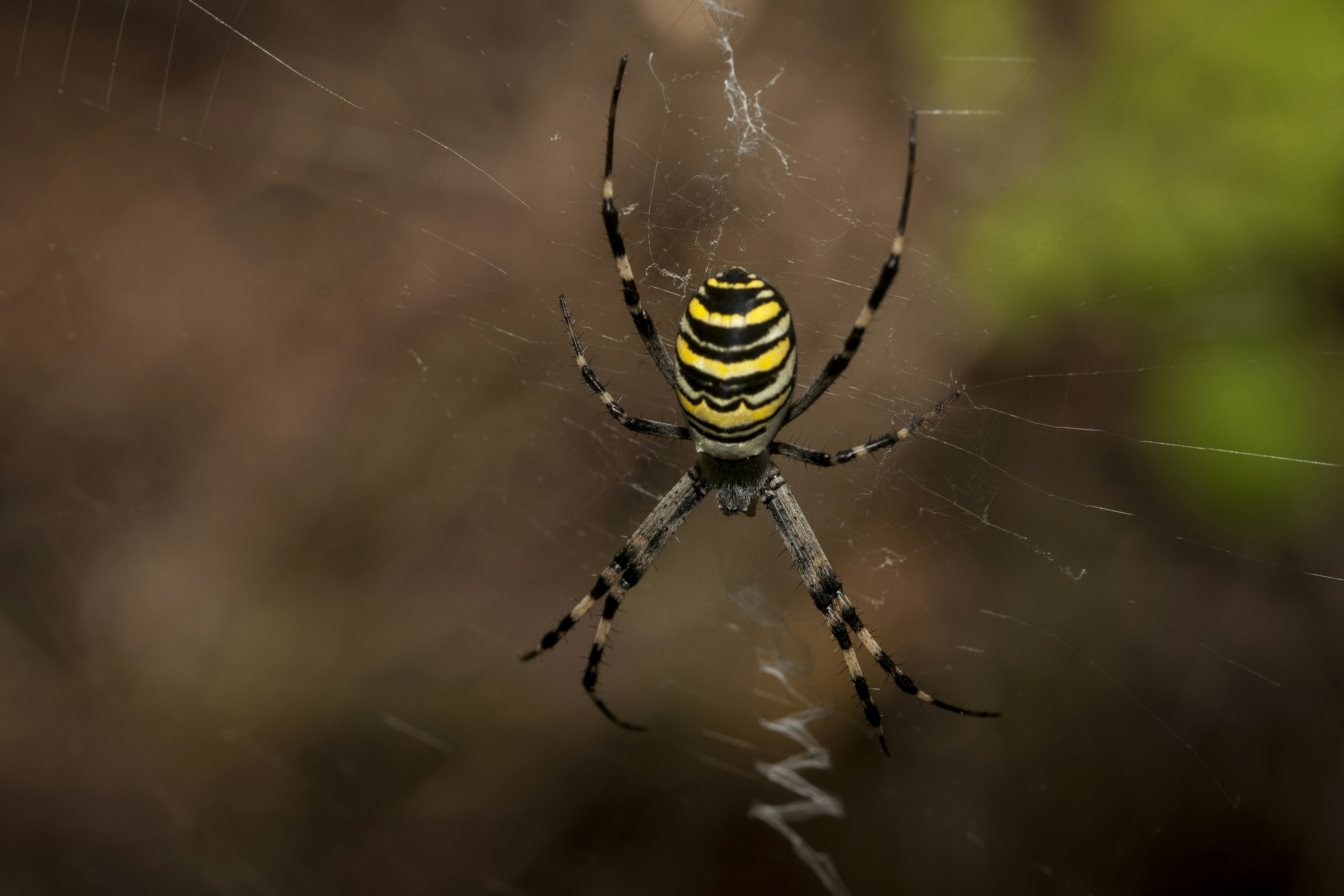 Une araignée rayée jaune et noire sur sa toile photo – Photo Vert ...