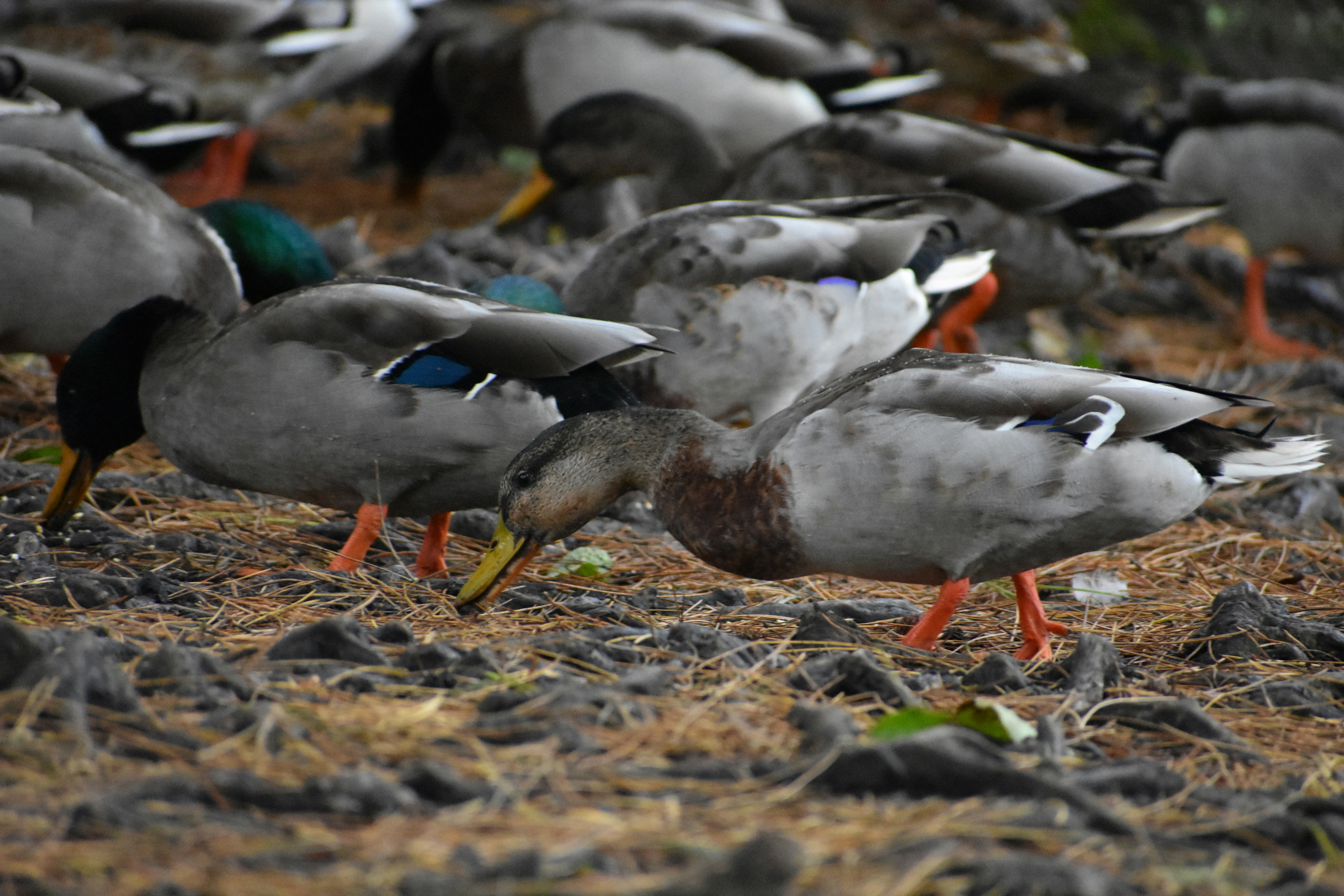 A flock of ducks standing on top of a dry grass field photo – Free ...
