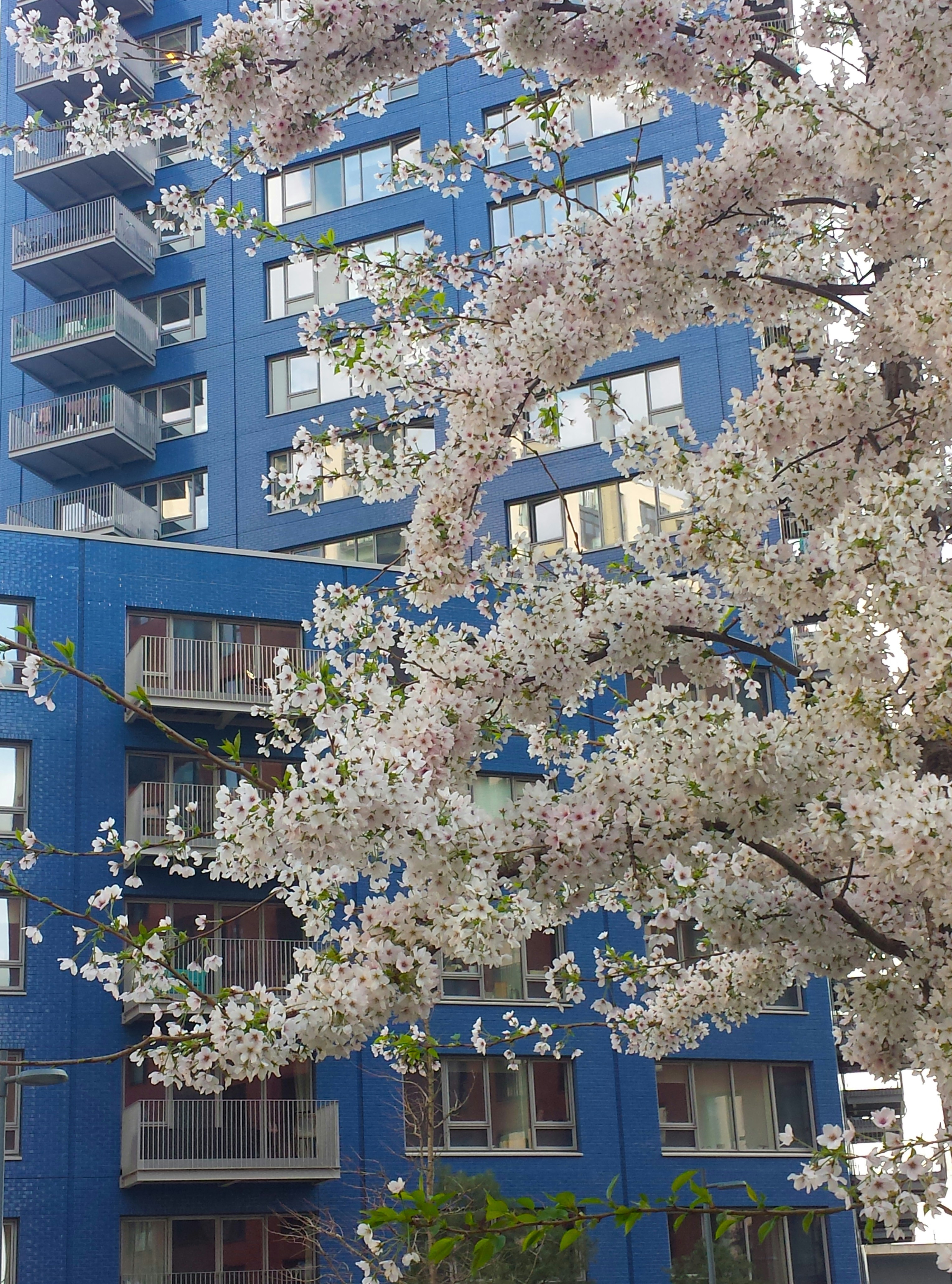Cherry blossoms frame a vibrant blue apartment building, highlighting the contrast between nature and urban architecture.