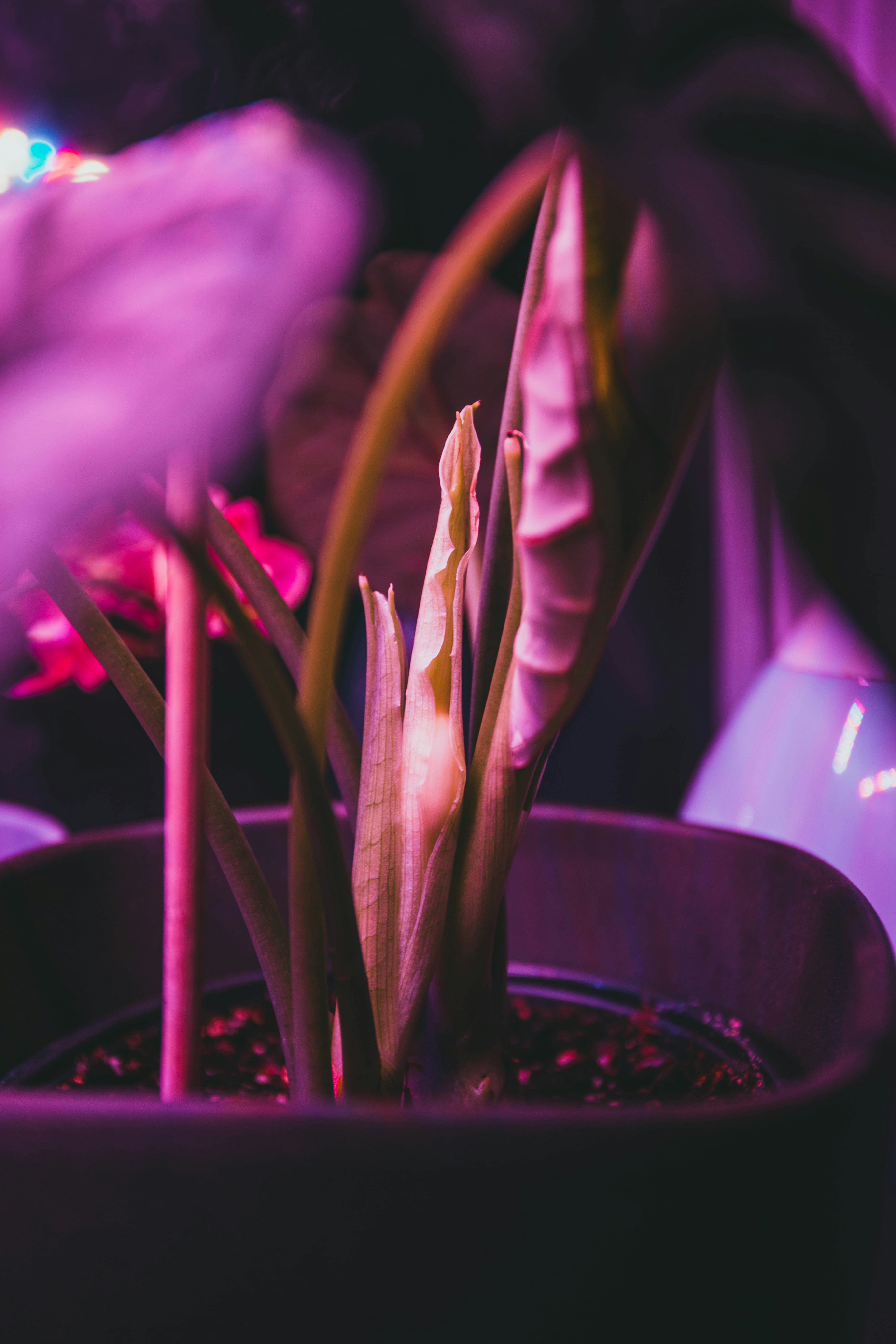 Neon-lit Foliage: A Quiet Night with Lithium-purple Hues