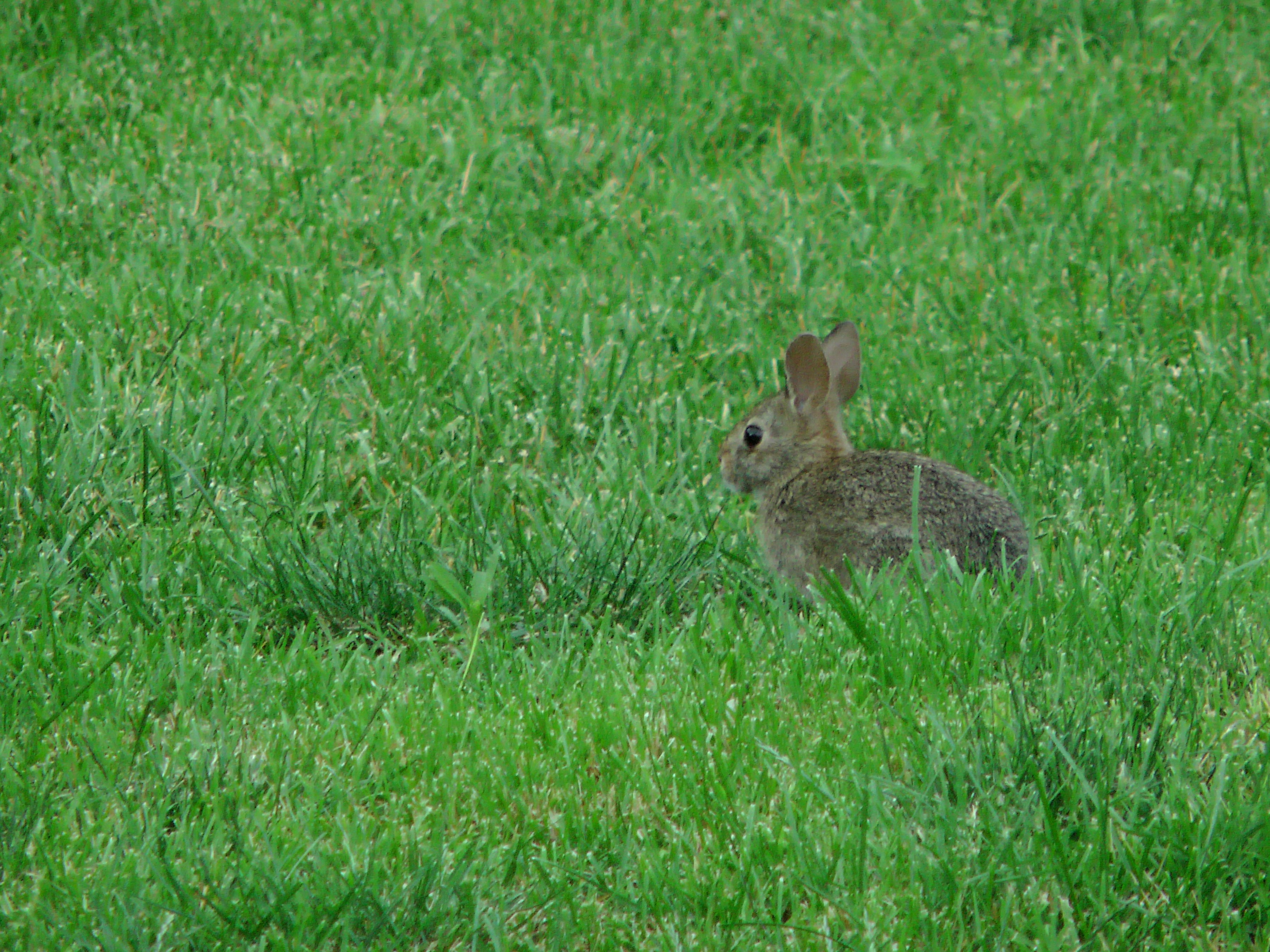 A rabbit sits quietly in a lush green lawn, blending seamlessly with its surroundings. The scene captures a tranquil moment in nature.