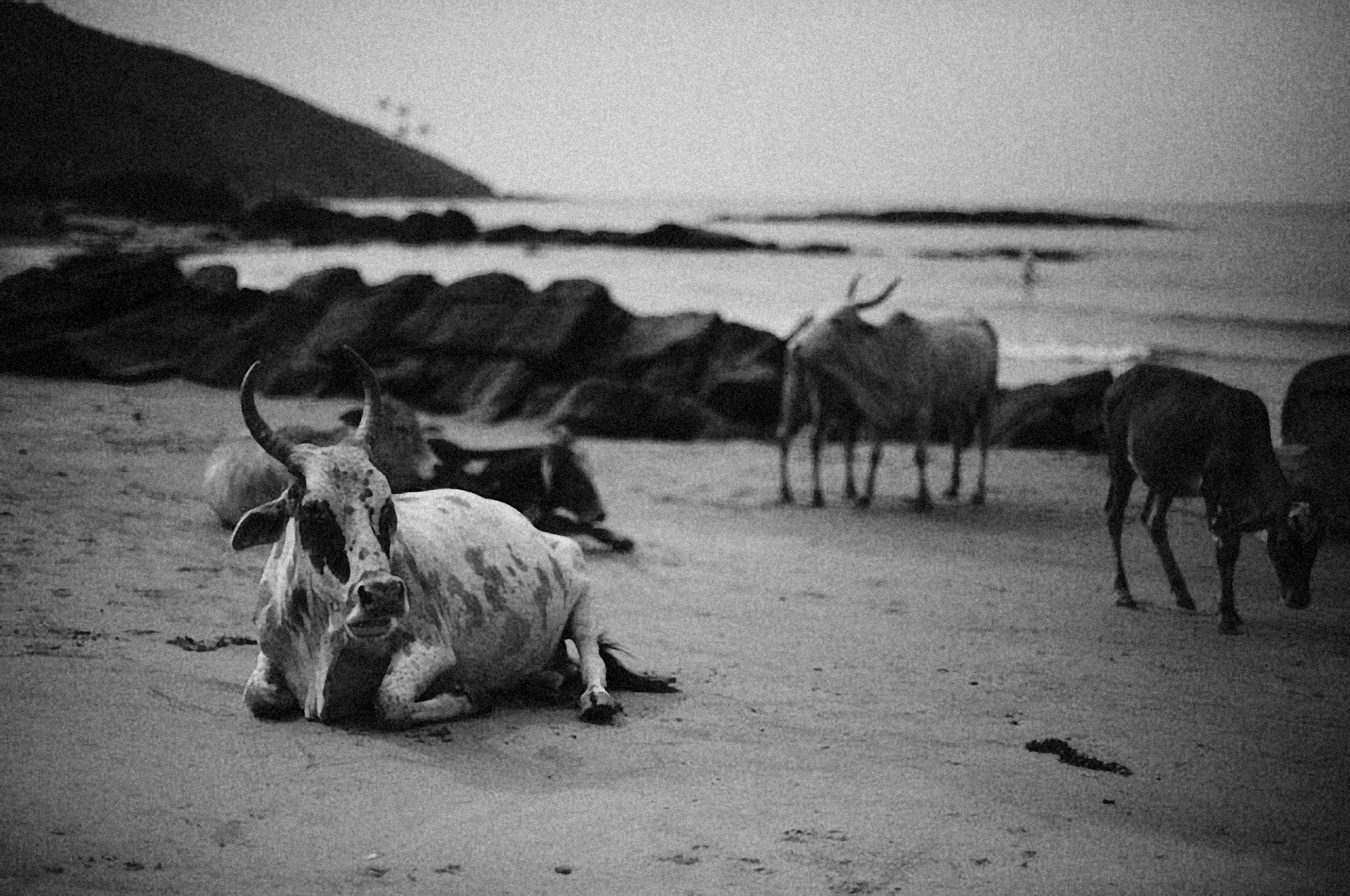Leaning Sleepy Herd: A Quiet Beach with a Resting Bull in Low Light