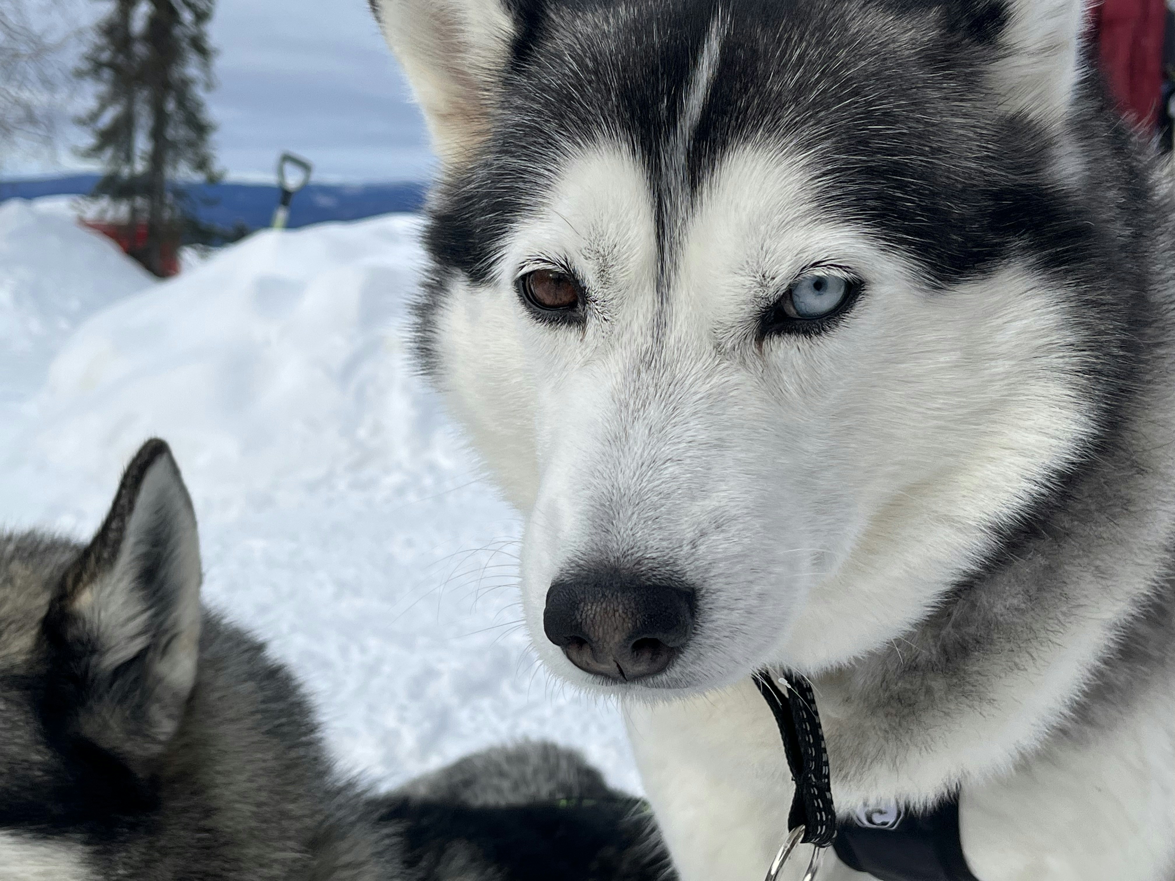 Close-up of a Siberian Husky with striking heterochromia, showcasing its unique blue and brown eyes against a snowy backdrop.