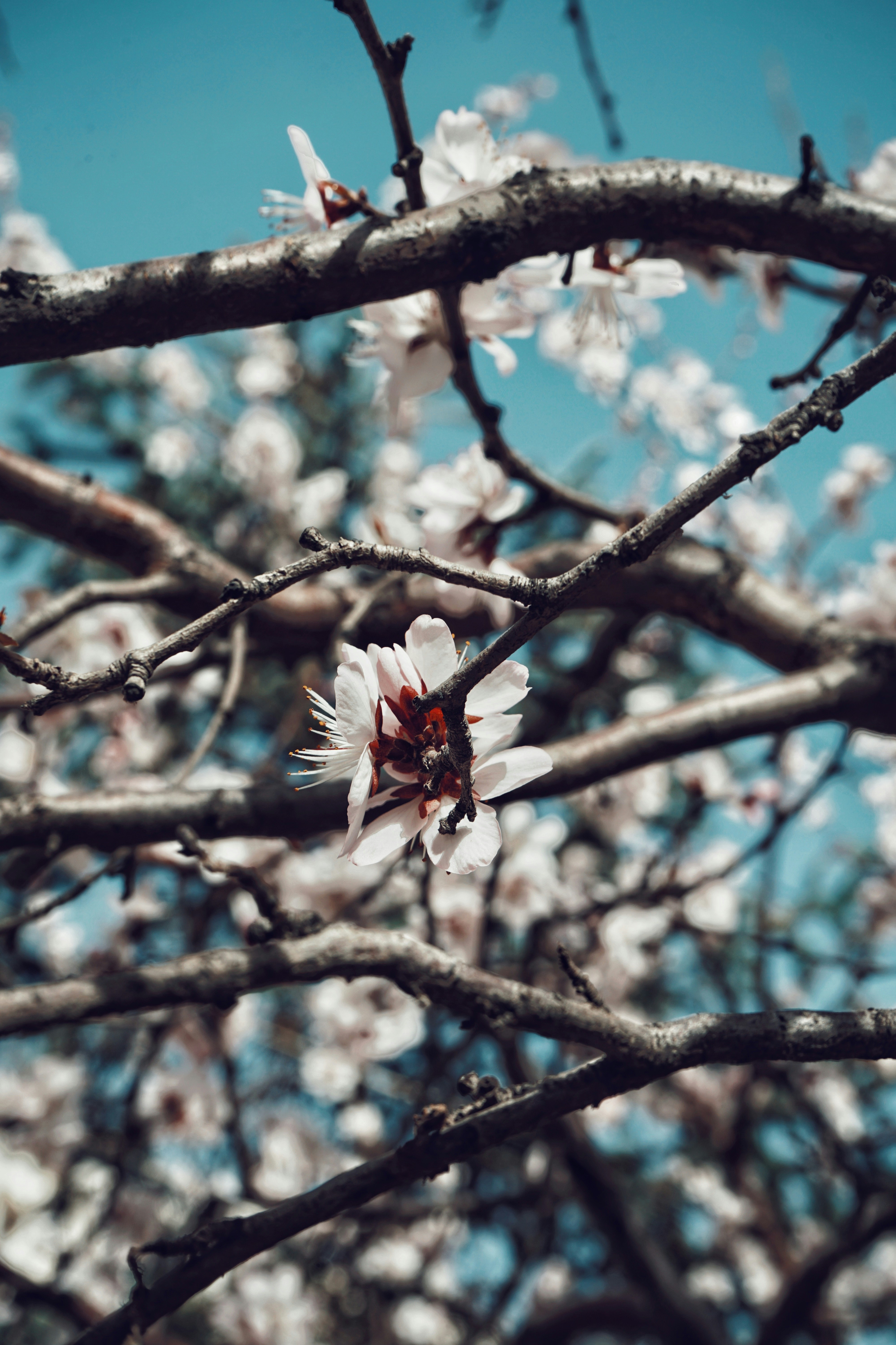 White blossoms emerging from intertwining branches against a clear blue sky.