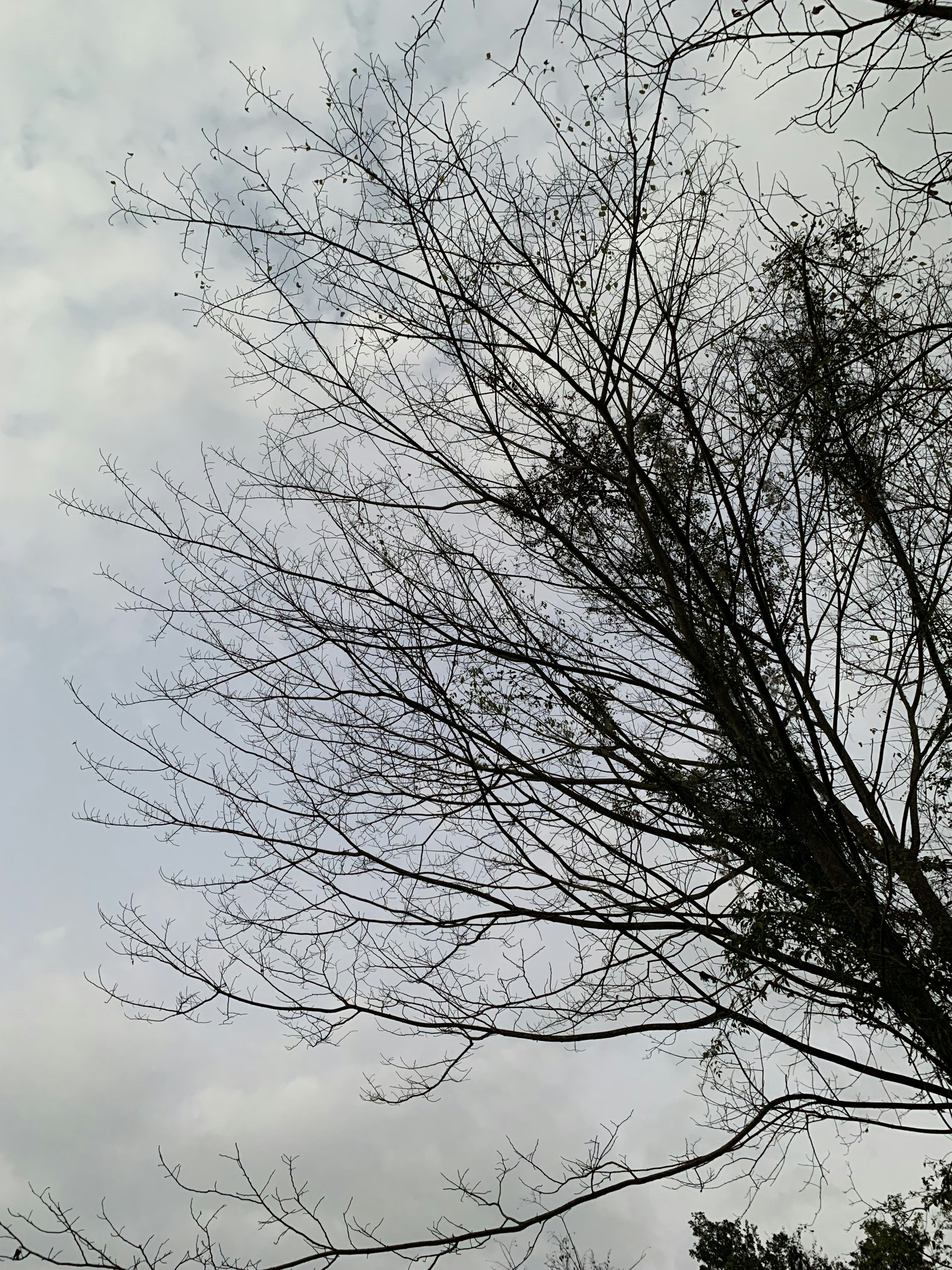 Bare branches of a tree stretch against a cloudy sky, showcasing the stark beauty of winter. The intricate patterns of the twigs create a striking contrast with the overcast backdrop.