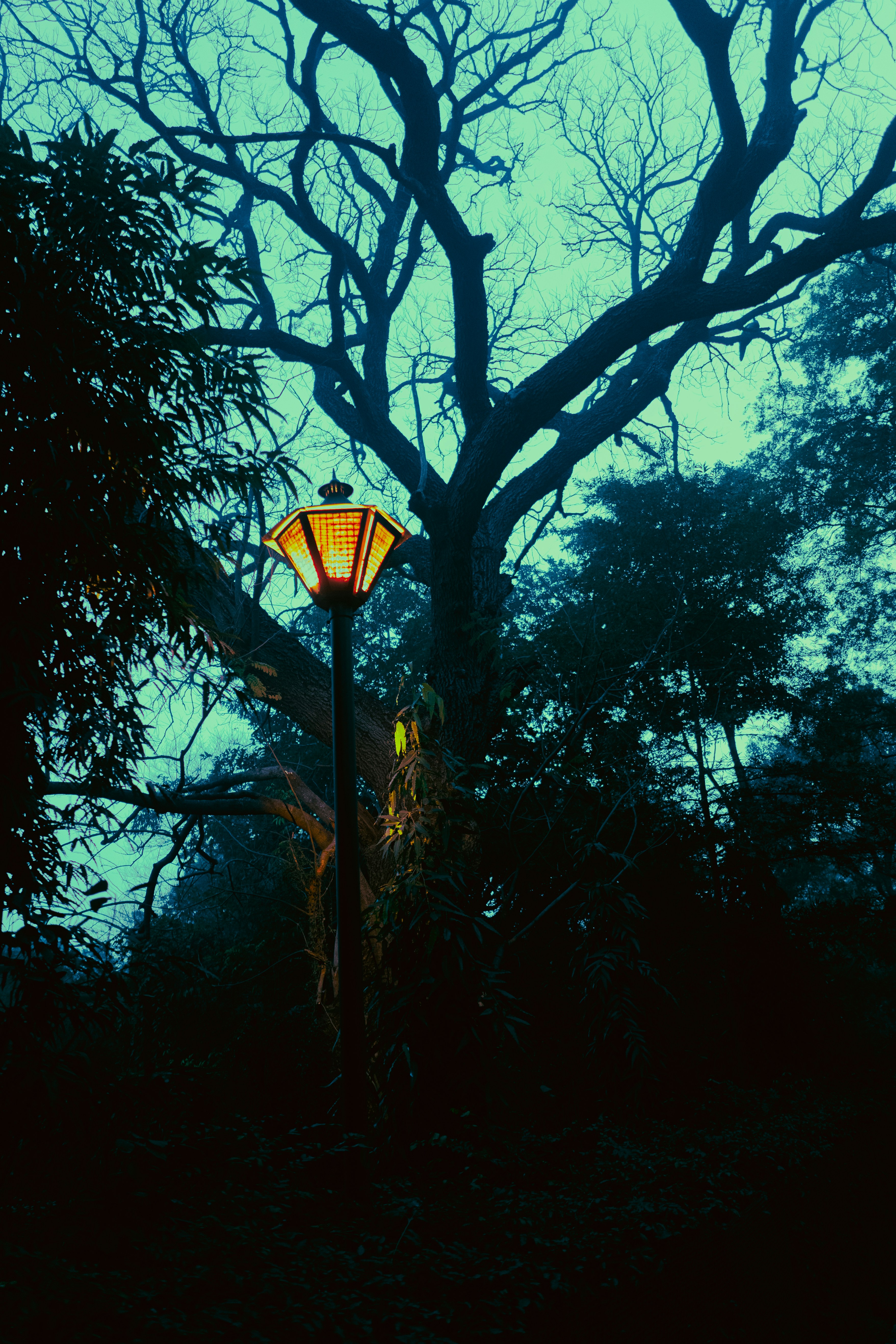 a street light in front of a tree with no leaves