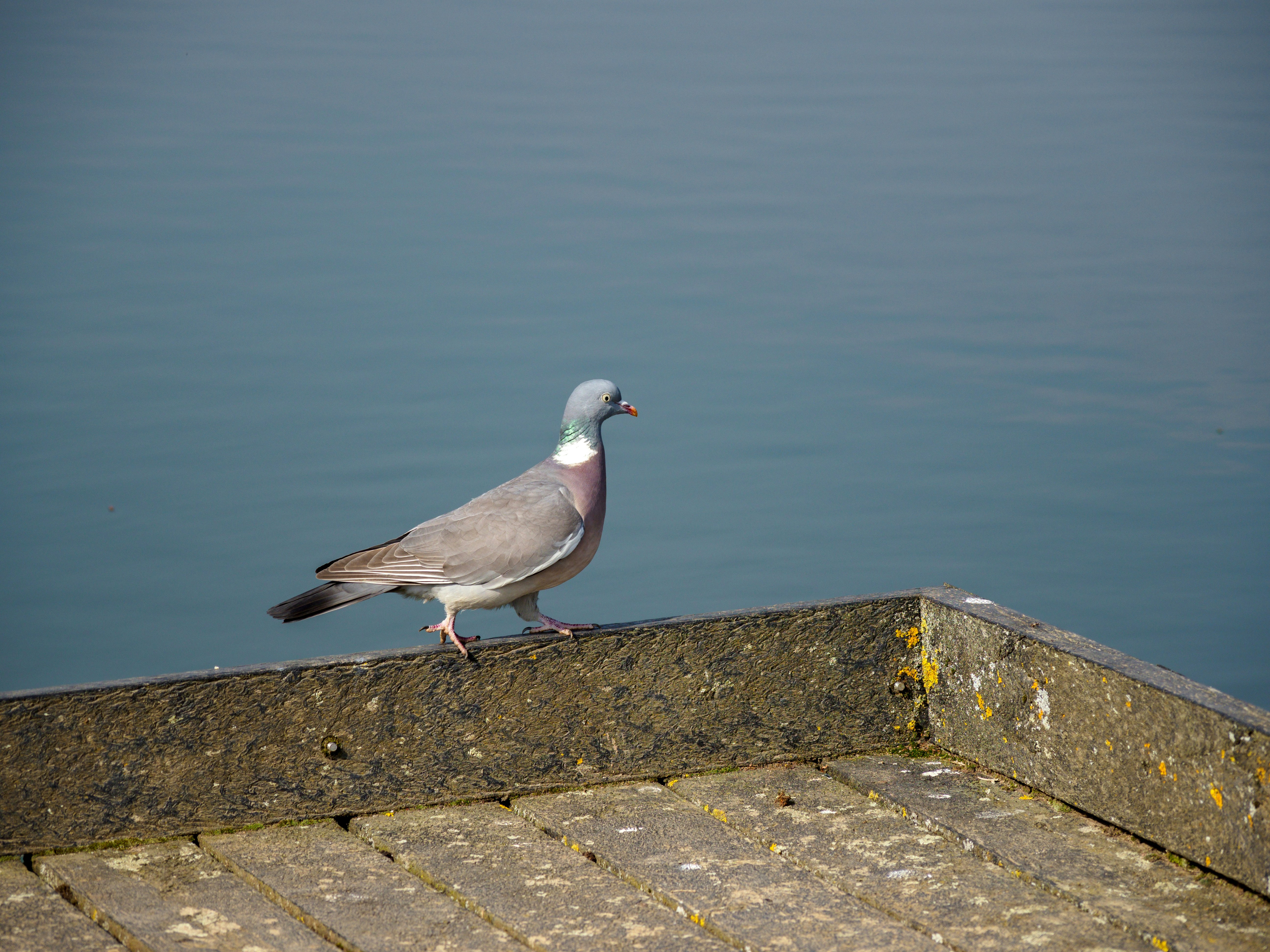 A pigeon standing on a ledge next to a body of water photo – Free ...