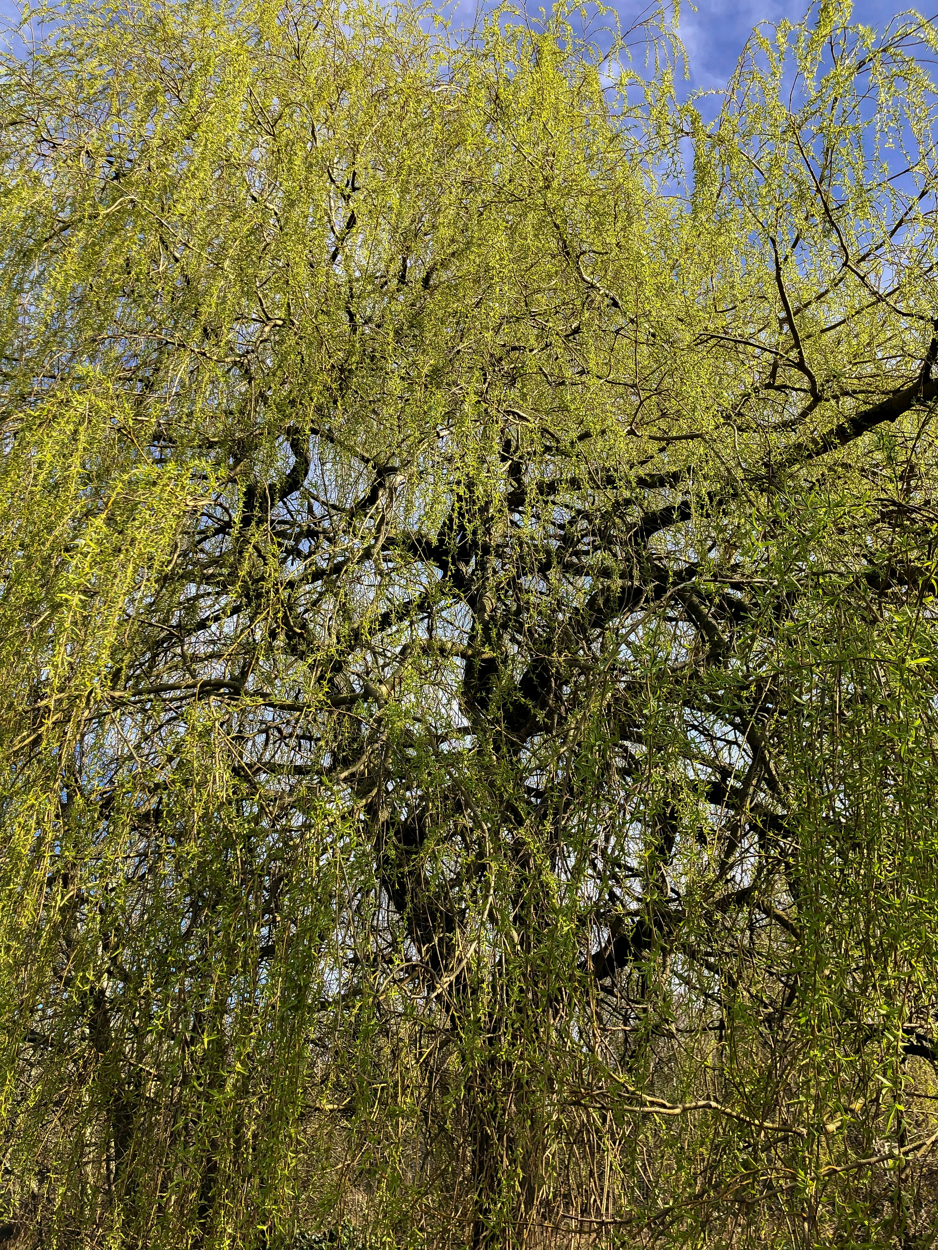willow
