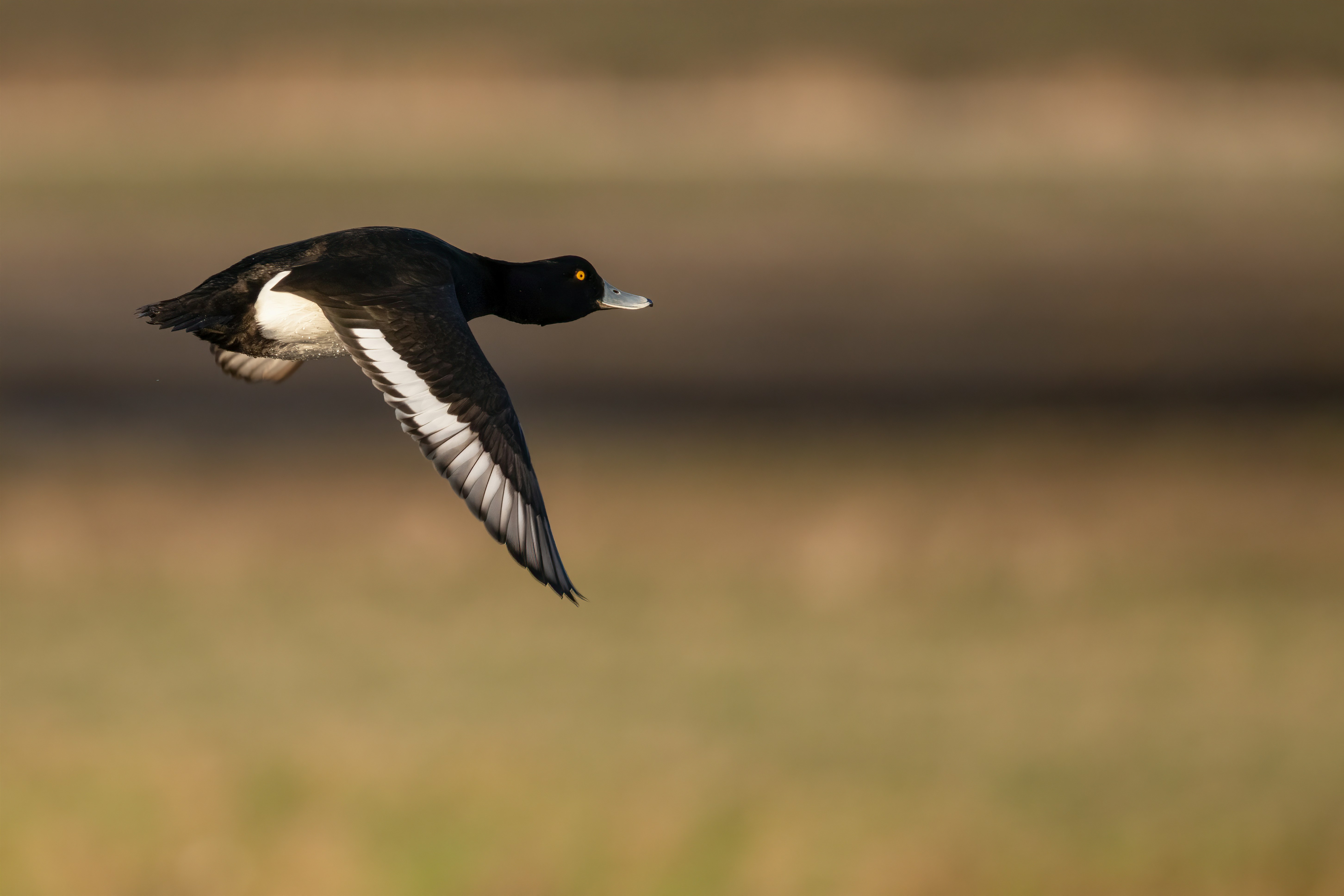Un oiseau noir et blanc survolant un champ photo – Photo Les Pays-Bas ...