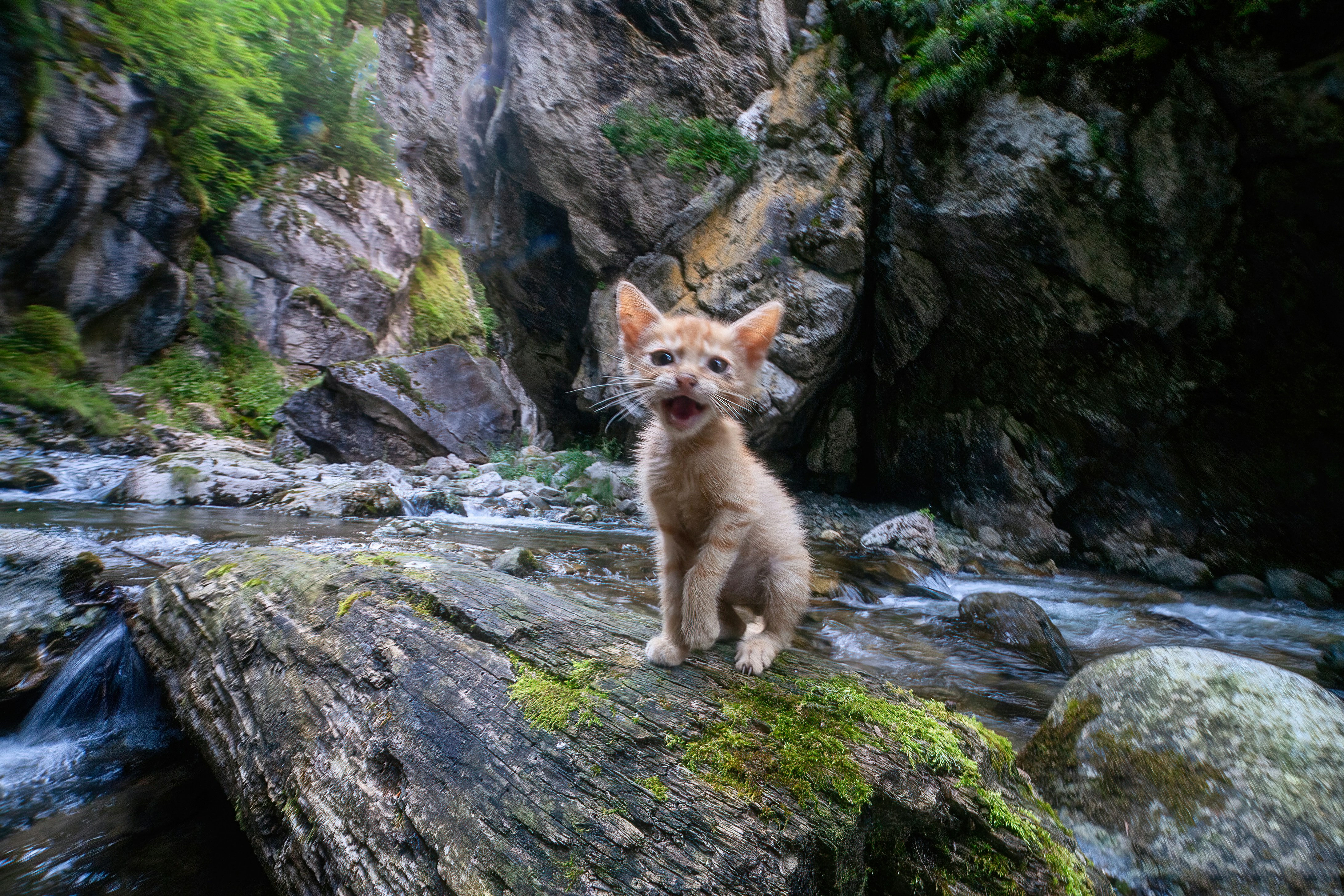 Curious Kitten on a Mossy Log Beside a Sparkling Gorge Stream