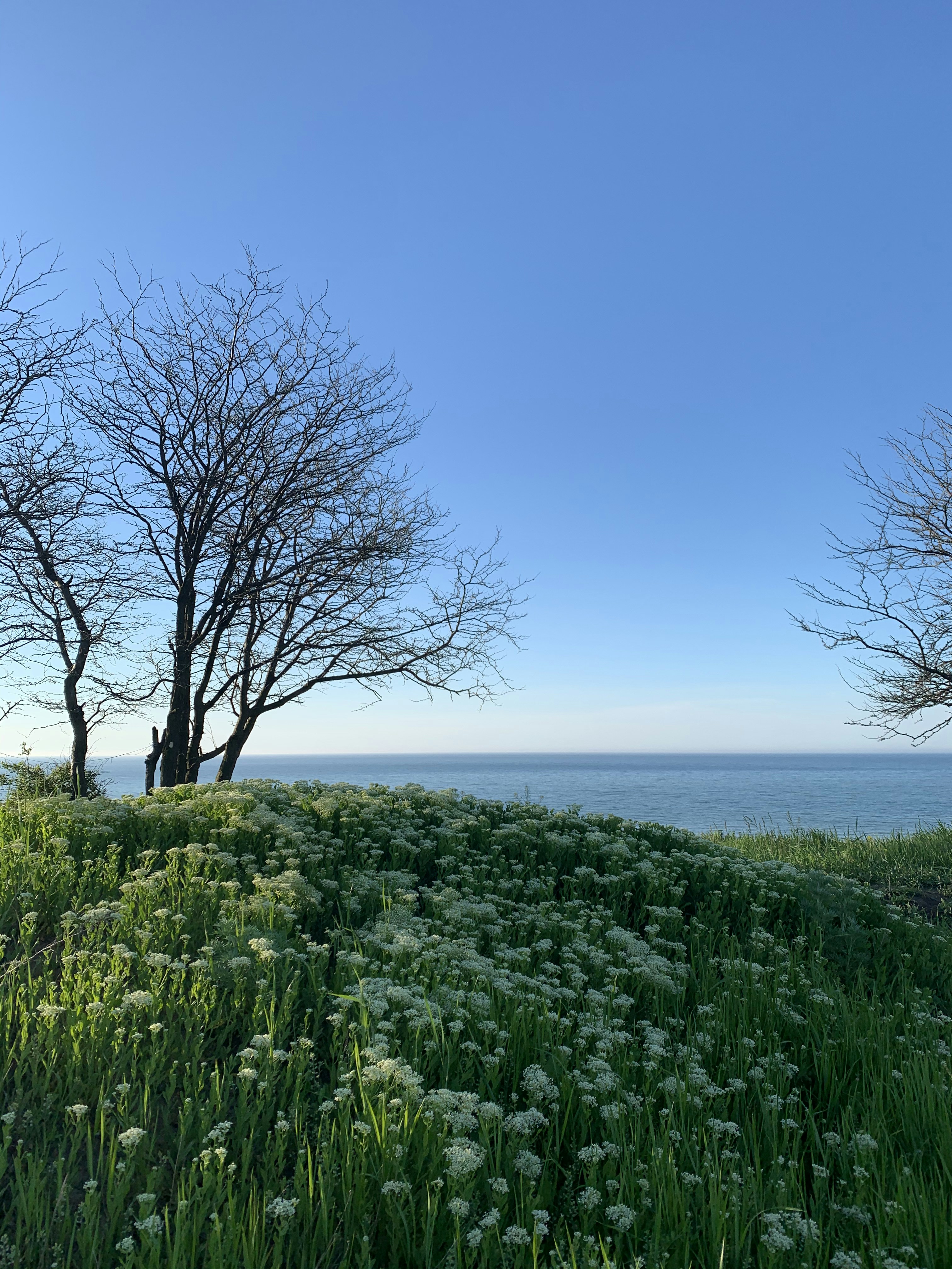 Grassy Hill With Trees