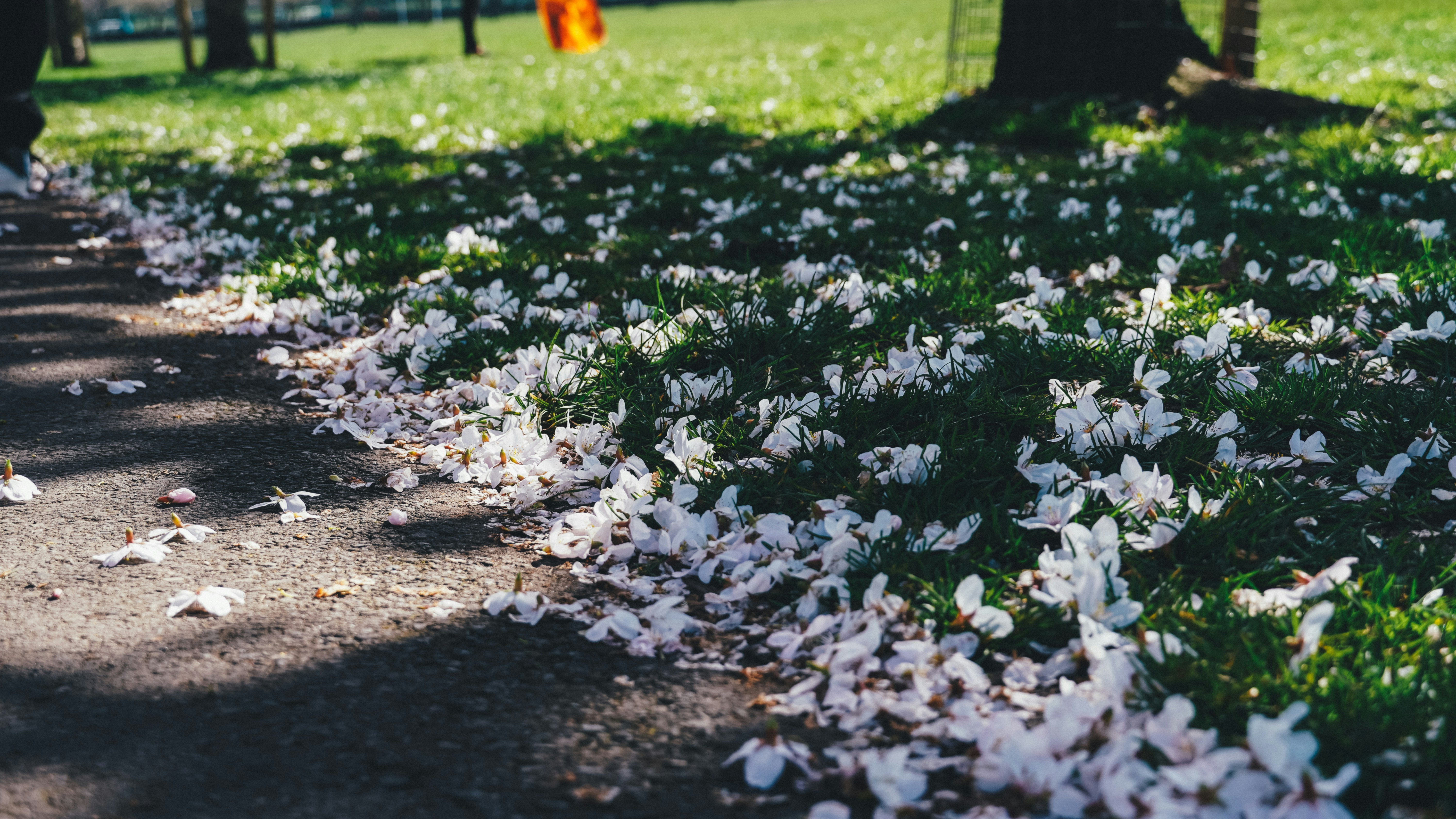 Petals in the Park: A Quiet Moment Along the Path