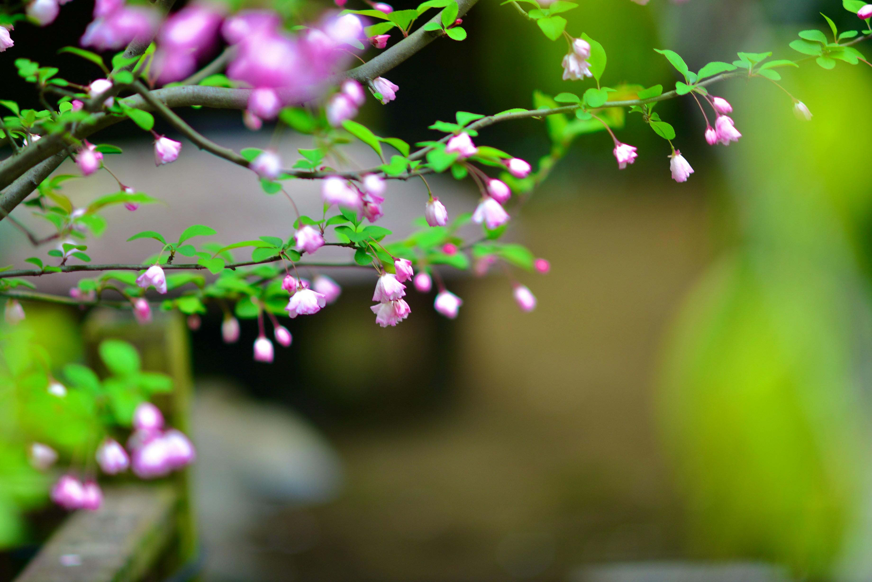 Soft-Focused Pink Bellflowers on a Quiet Spring Branch