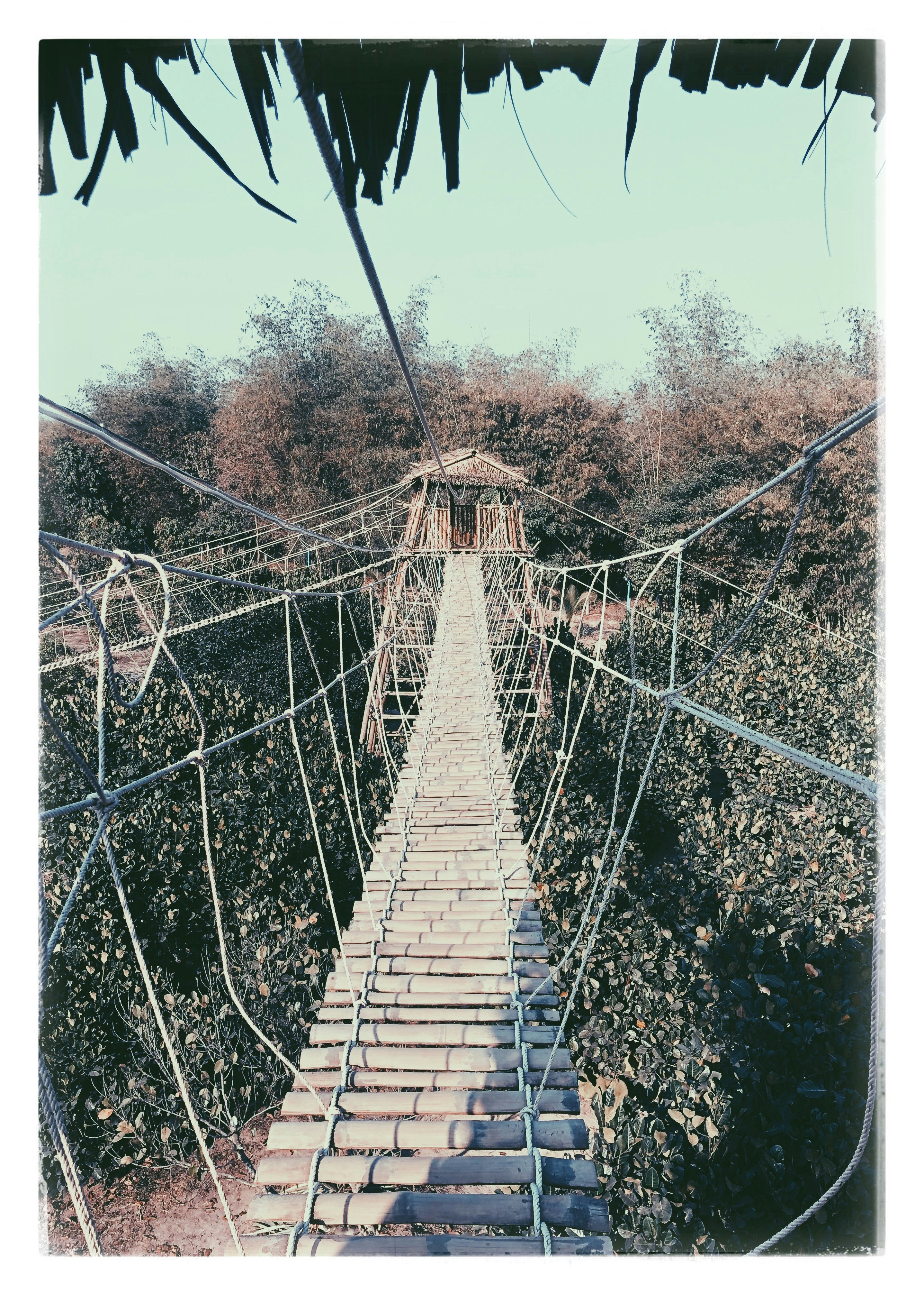 The Canopy Crossing: A Narrow Suspension Path Toward the Forest Tower