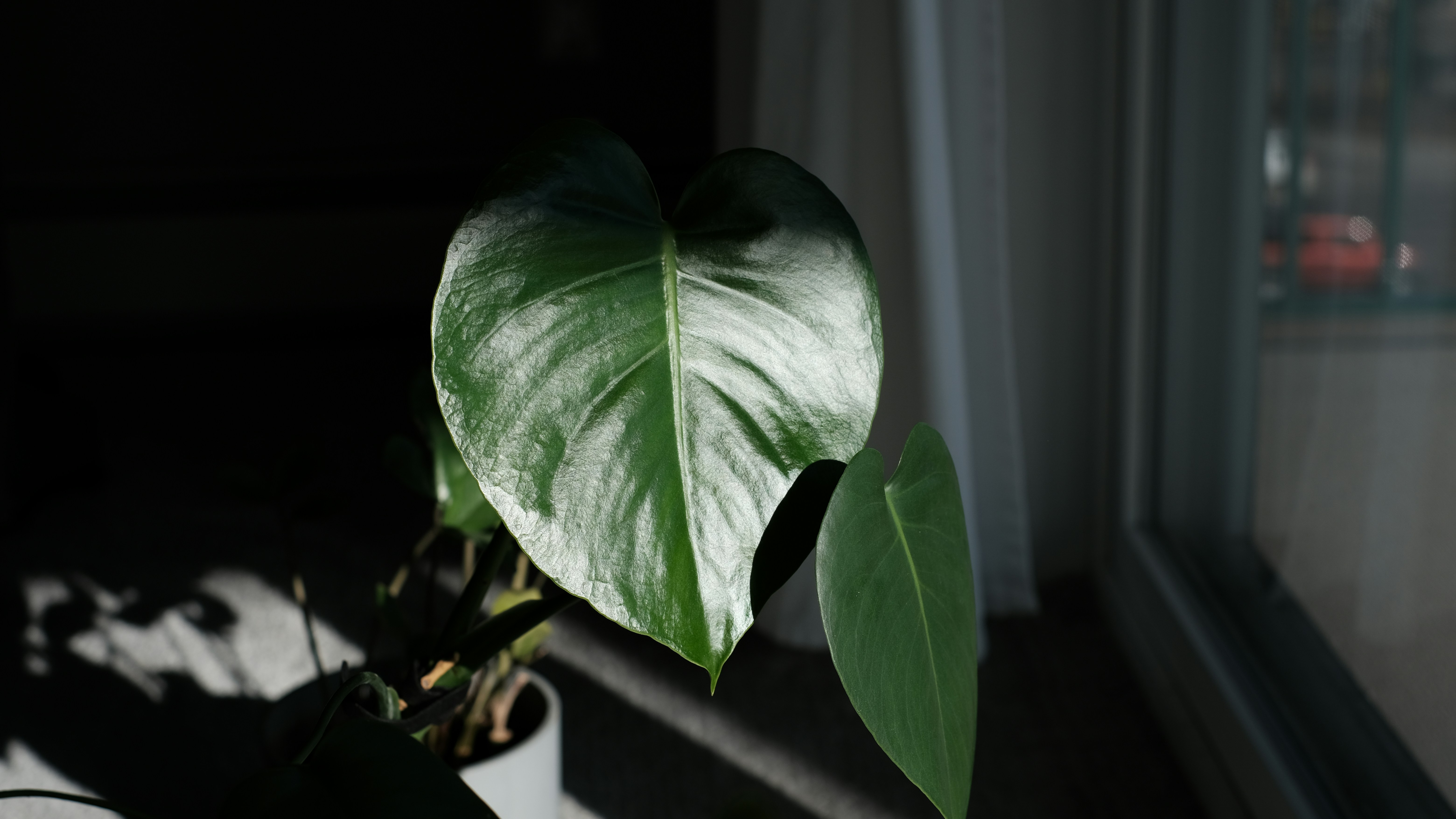 Window Light Awakens a Heartleaf in the Quiet Corner