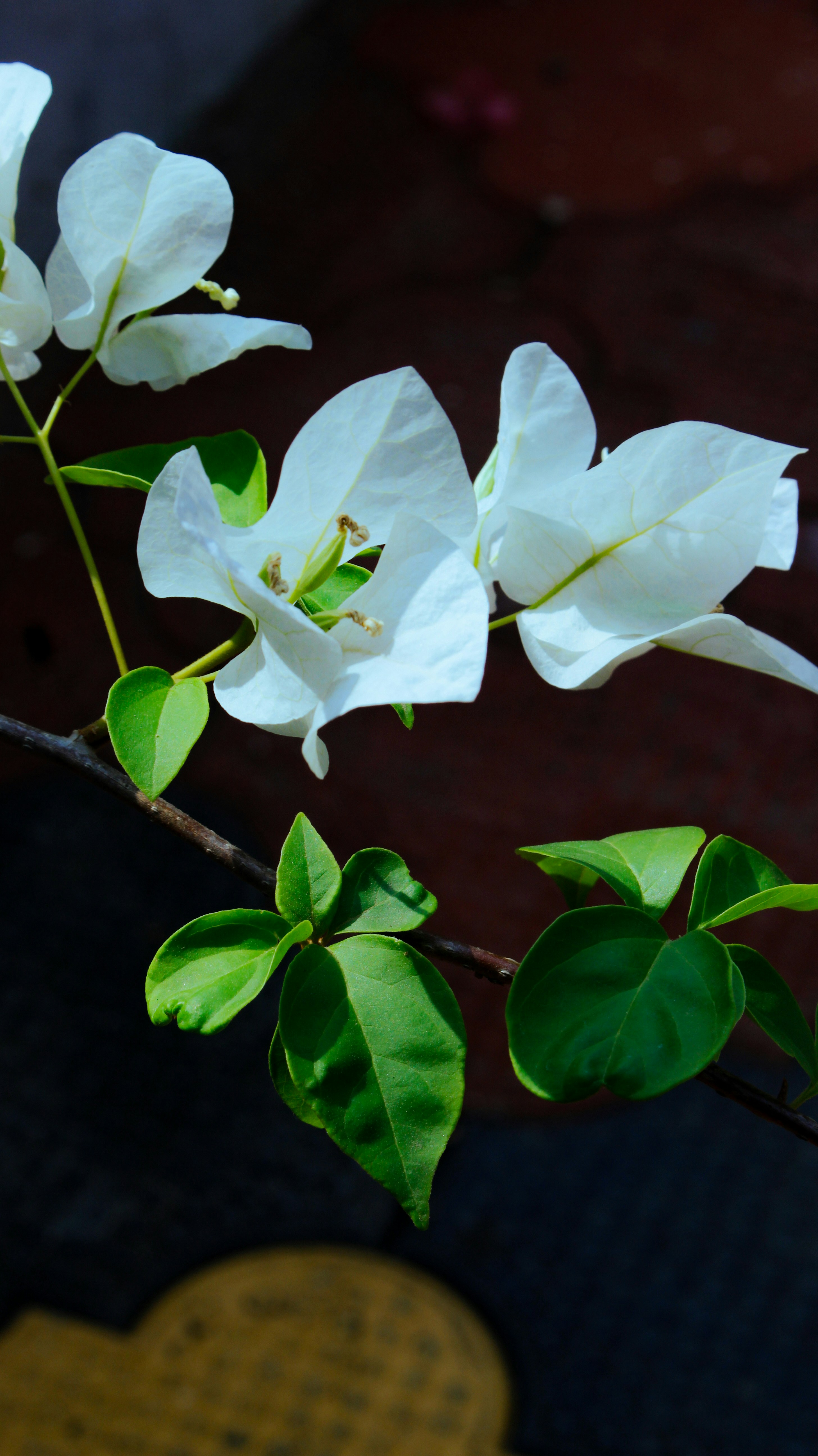 White Bougainvillea Bloom Framed by Shadowed Greenery