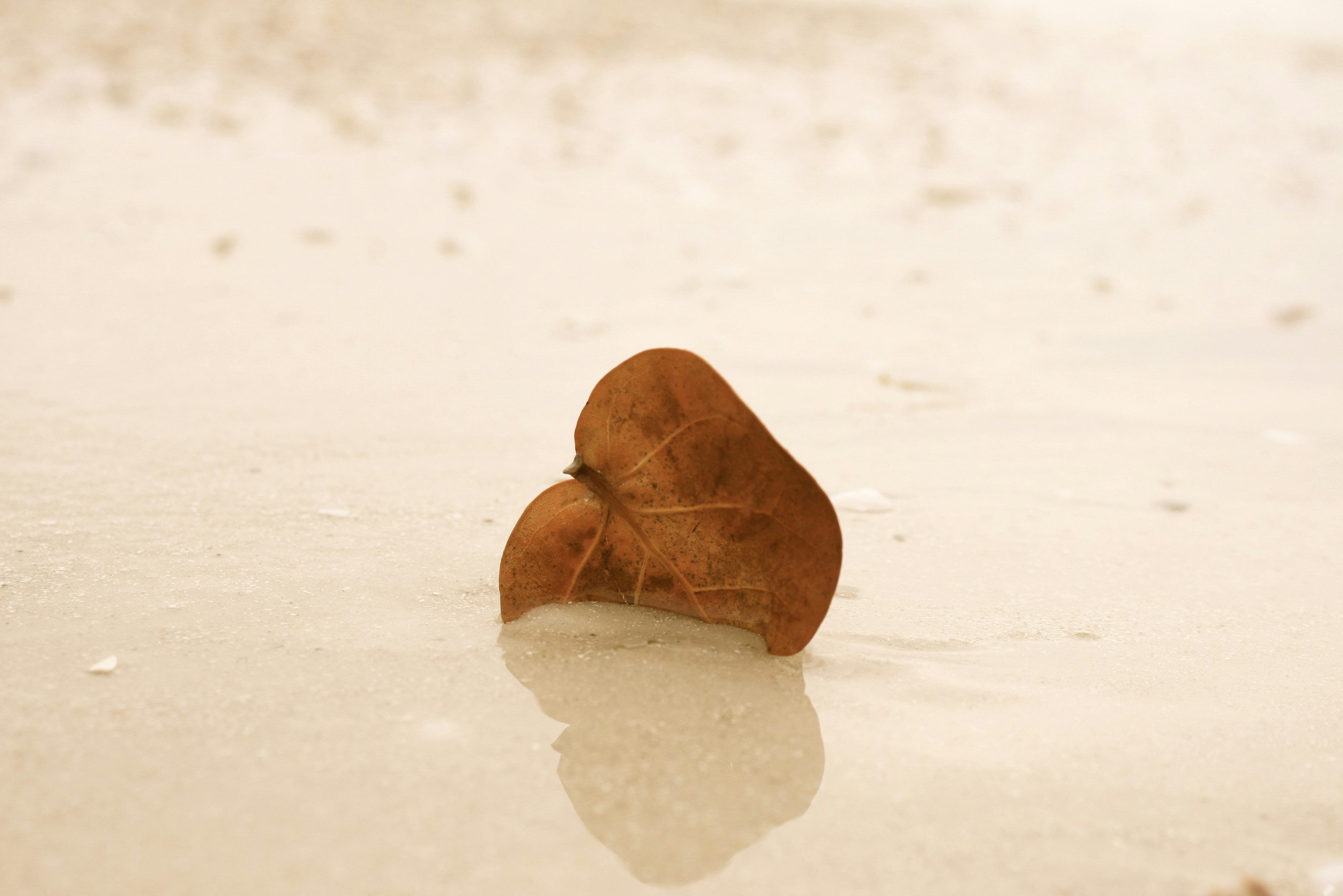 A single brown leaf sits on a wet, reflective sand surface, its shape mirrored in a shallow pool.