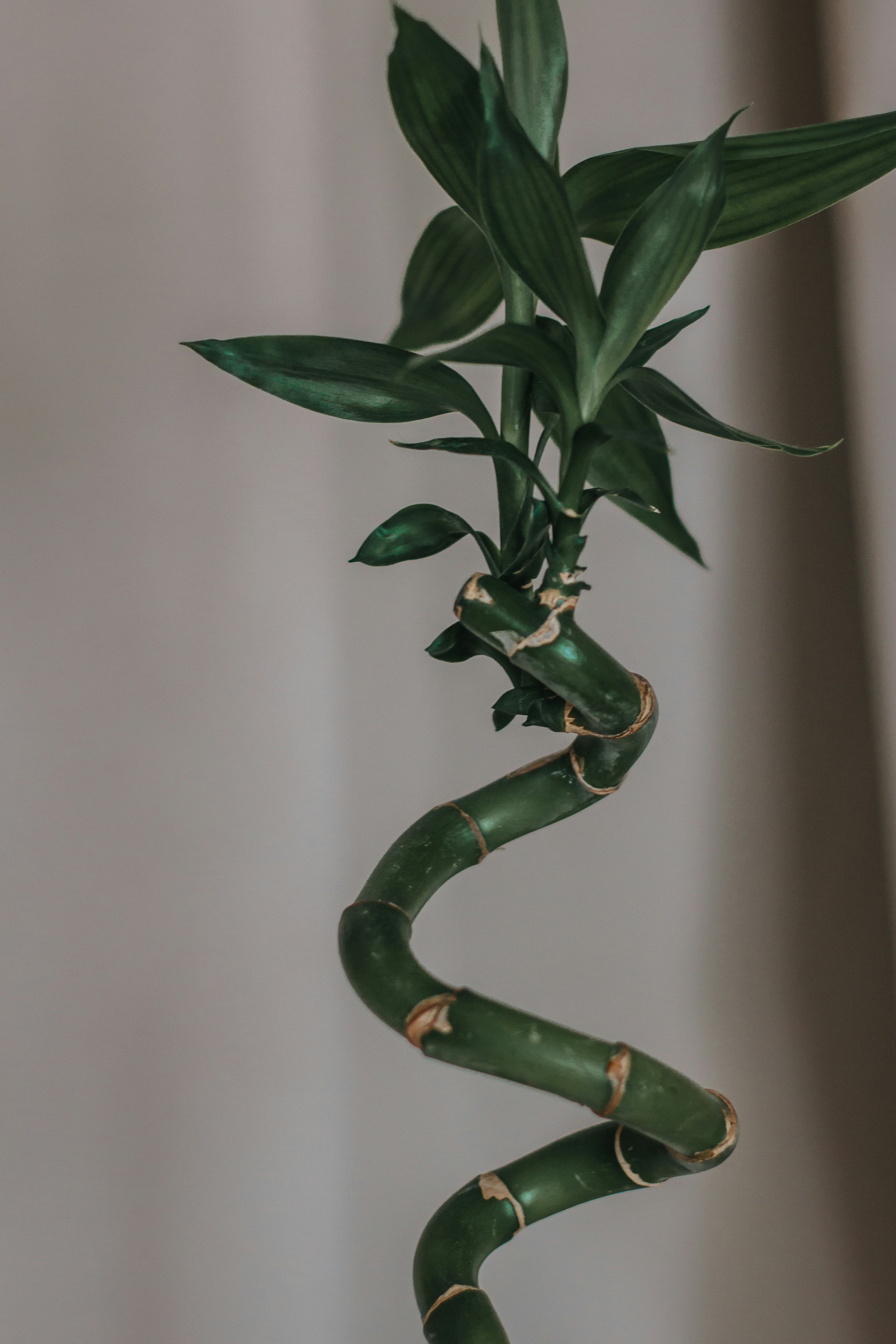 a green plant with a spiral design on it