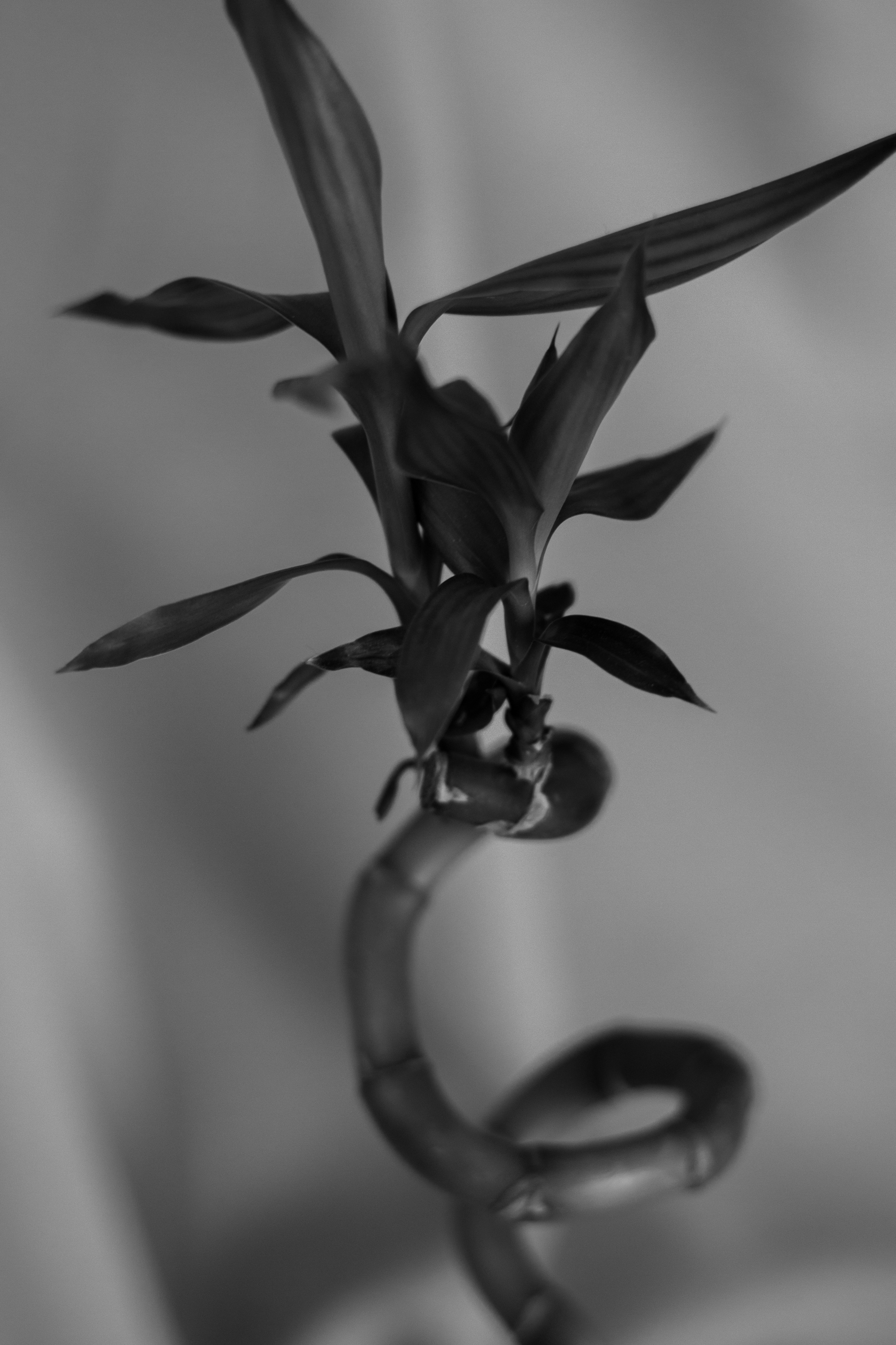 A graceful bamboo plant spiraling upward against a soft, neutral background, emphasizing its natural curves and vibrant leaves.