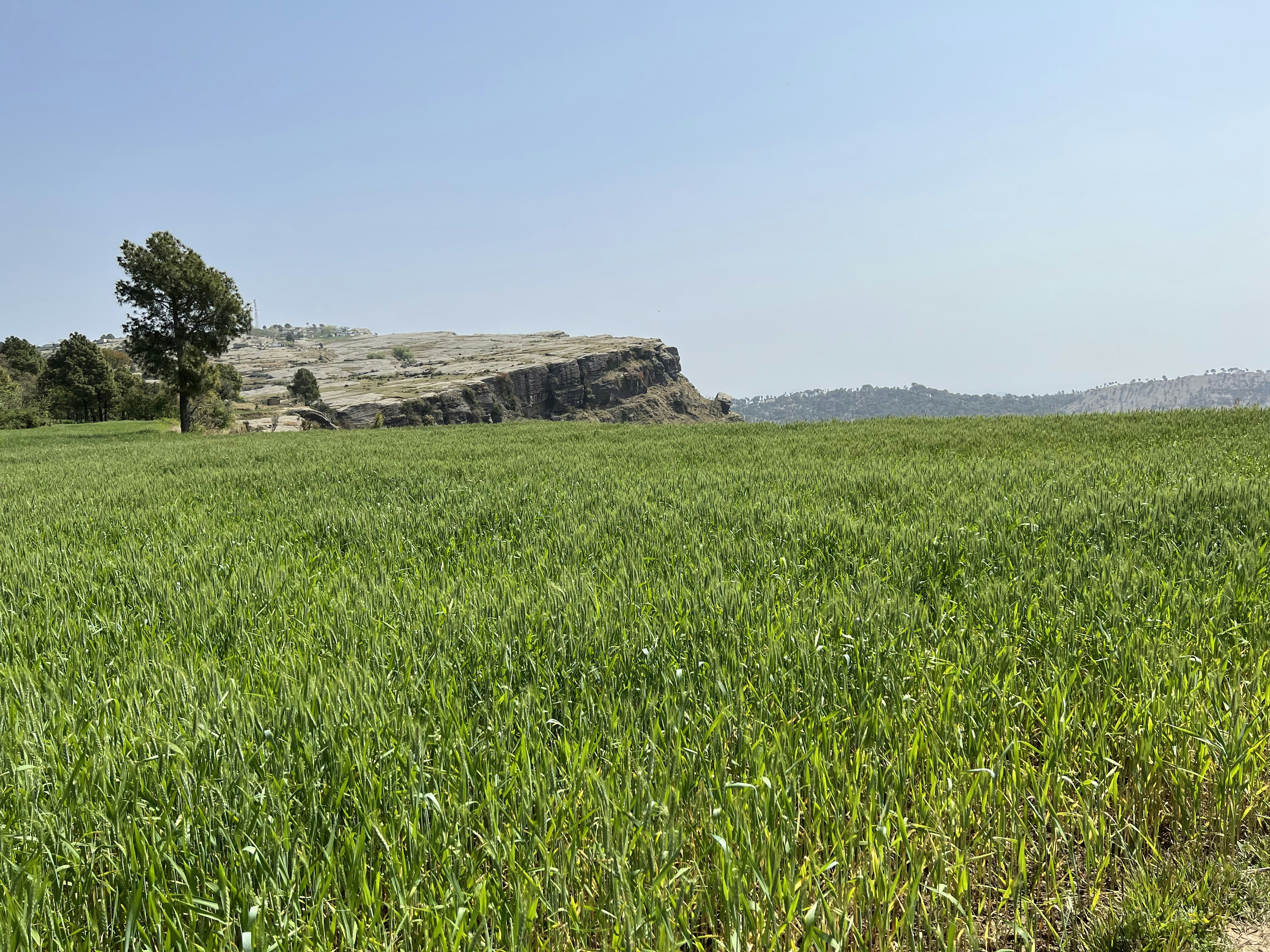 a field of green grass with a rock in the background
