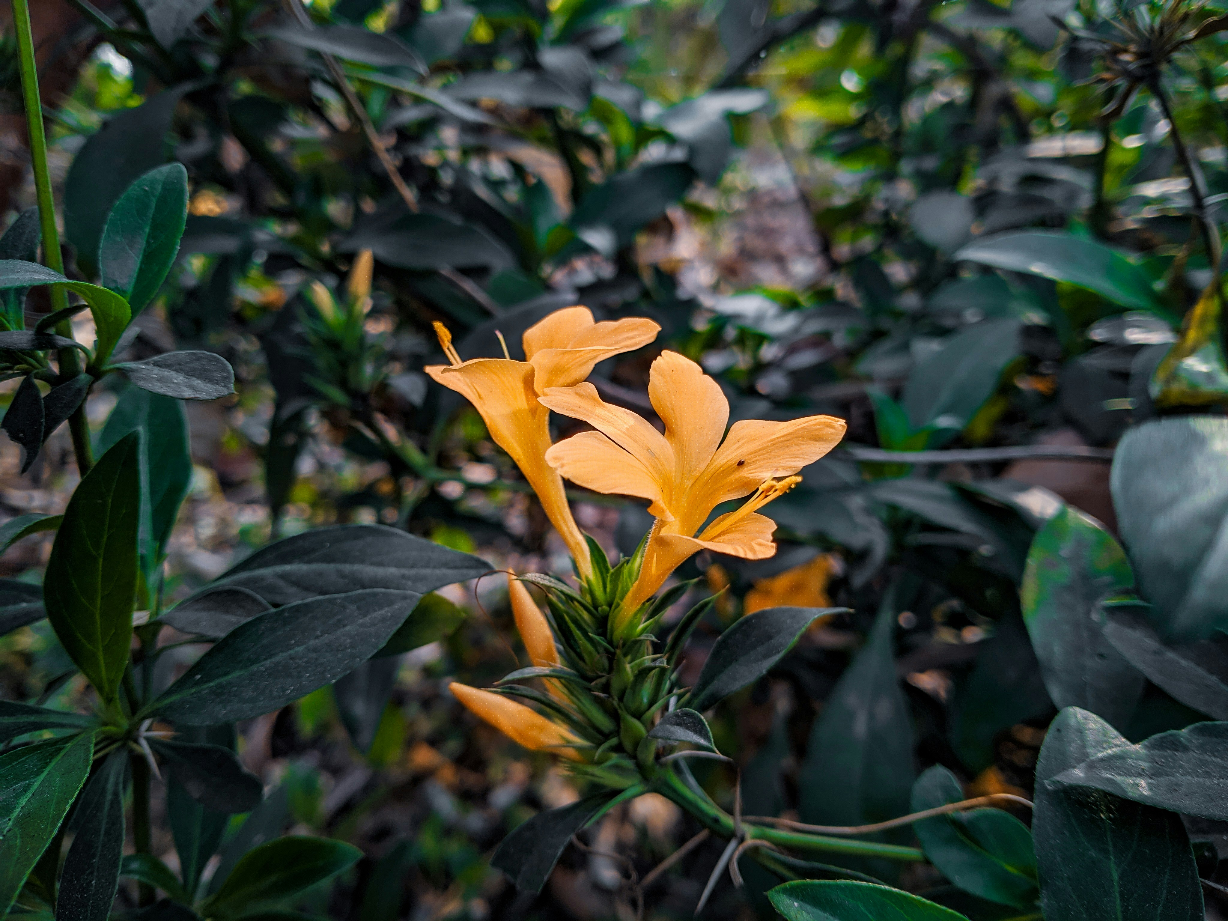 Close-up of an orange Ixora flower cluster set against dark green leaves in a garden.