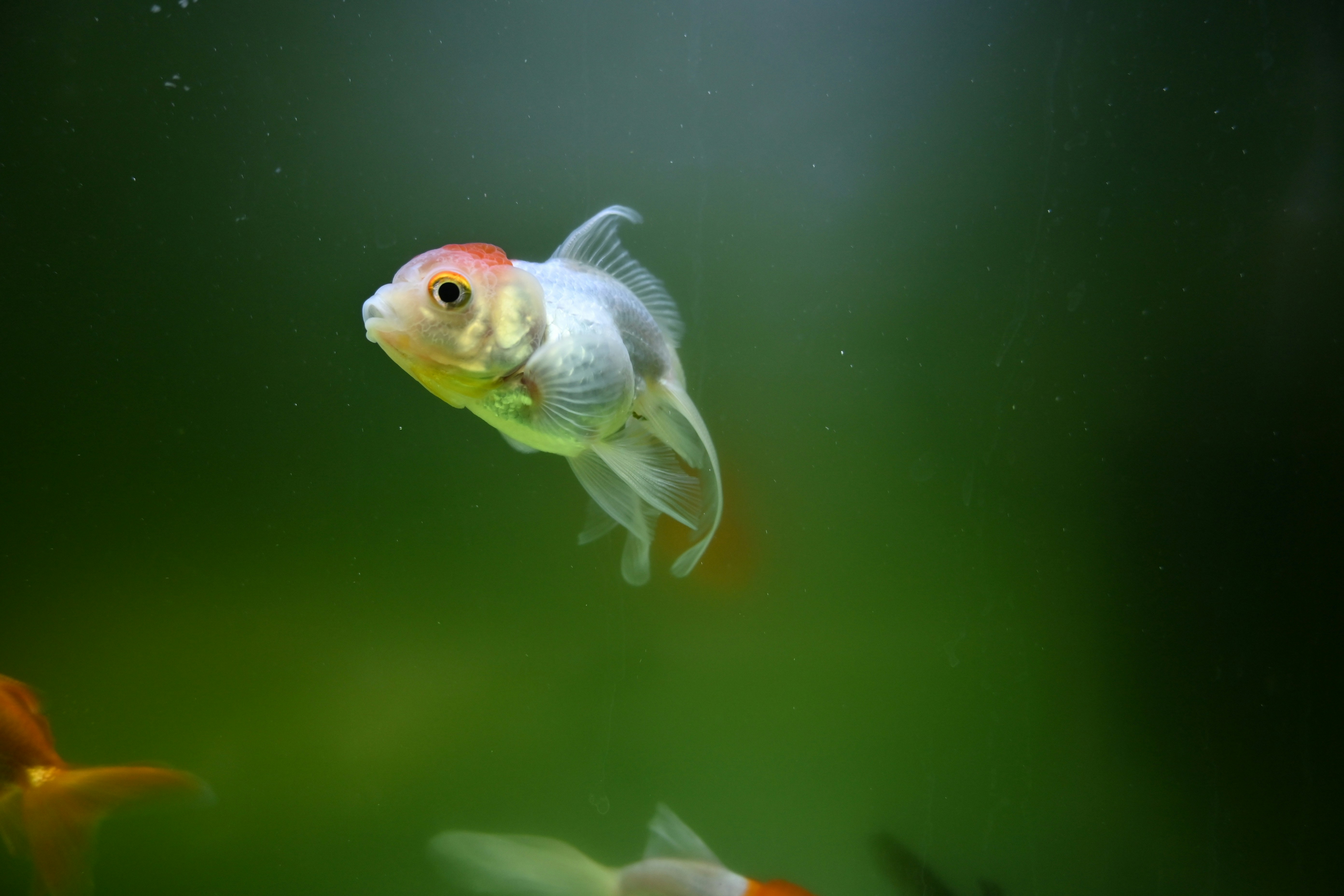 A close up of a fish in an aquarium photo – Free Fish Image on Unsplash