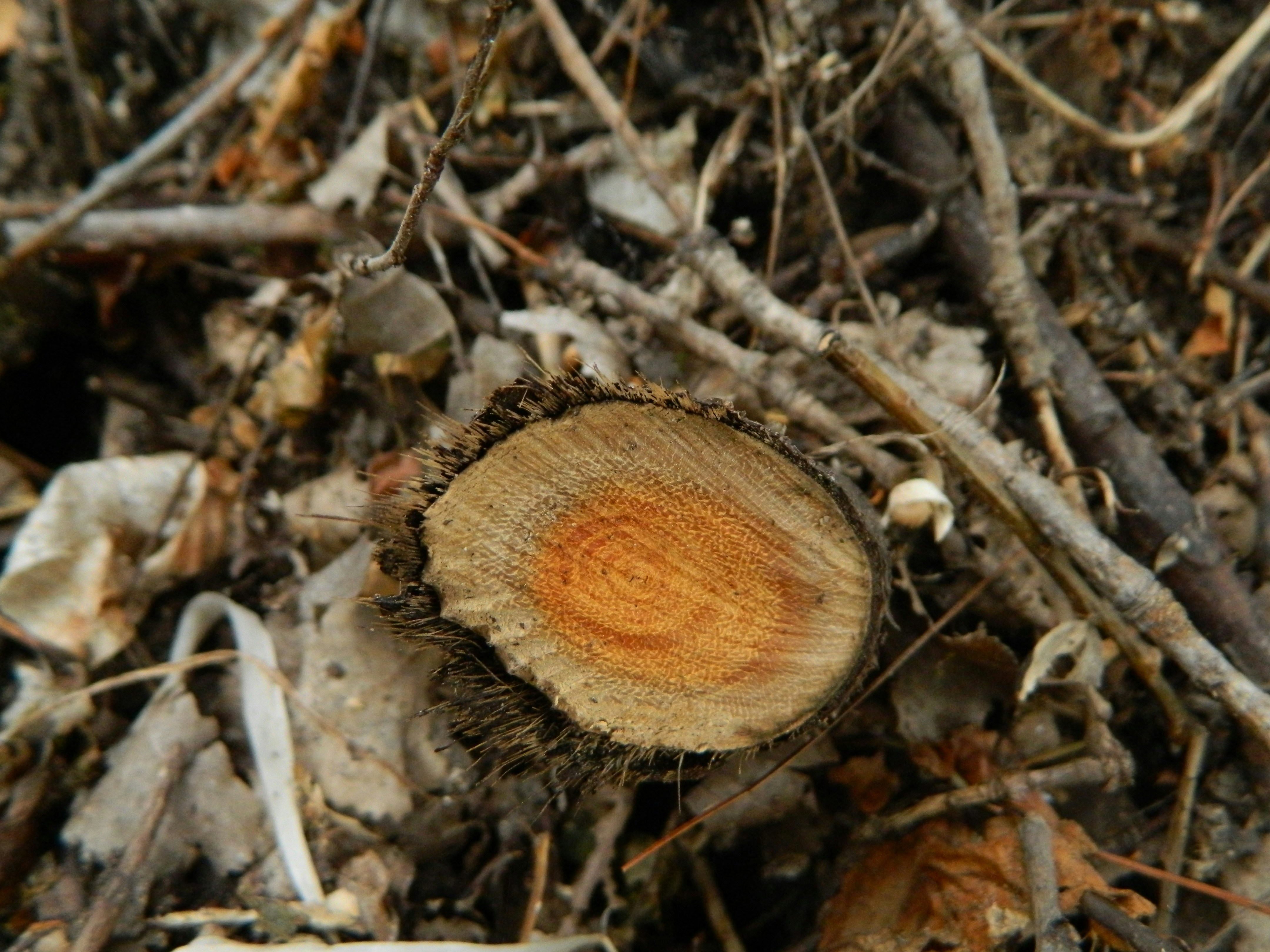 Un primer plano de un trozo de madera en el suelo foto – Imagen de ...