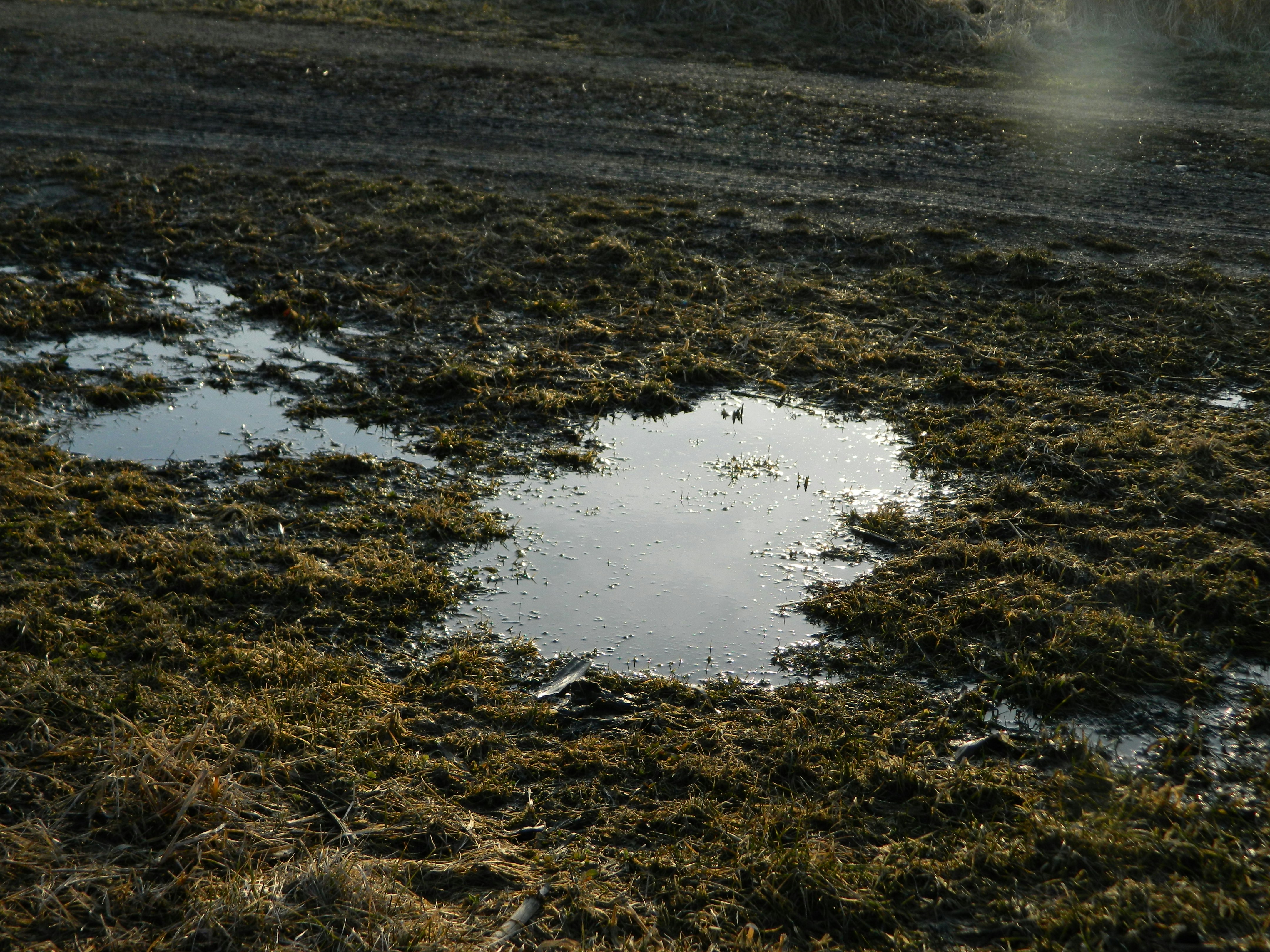 Small puddle reflecting the sky on a grassy, muddy field under soft light.